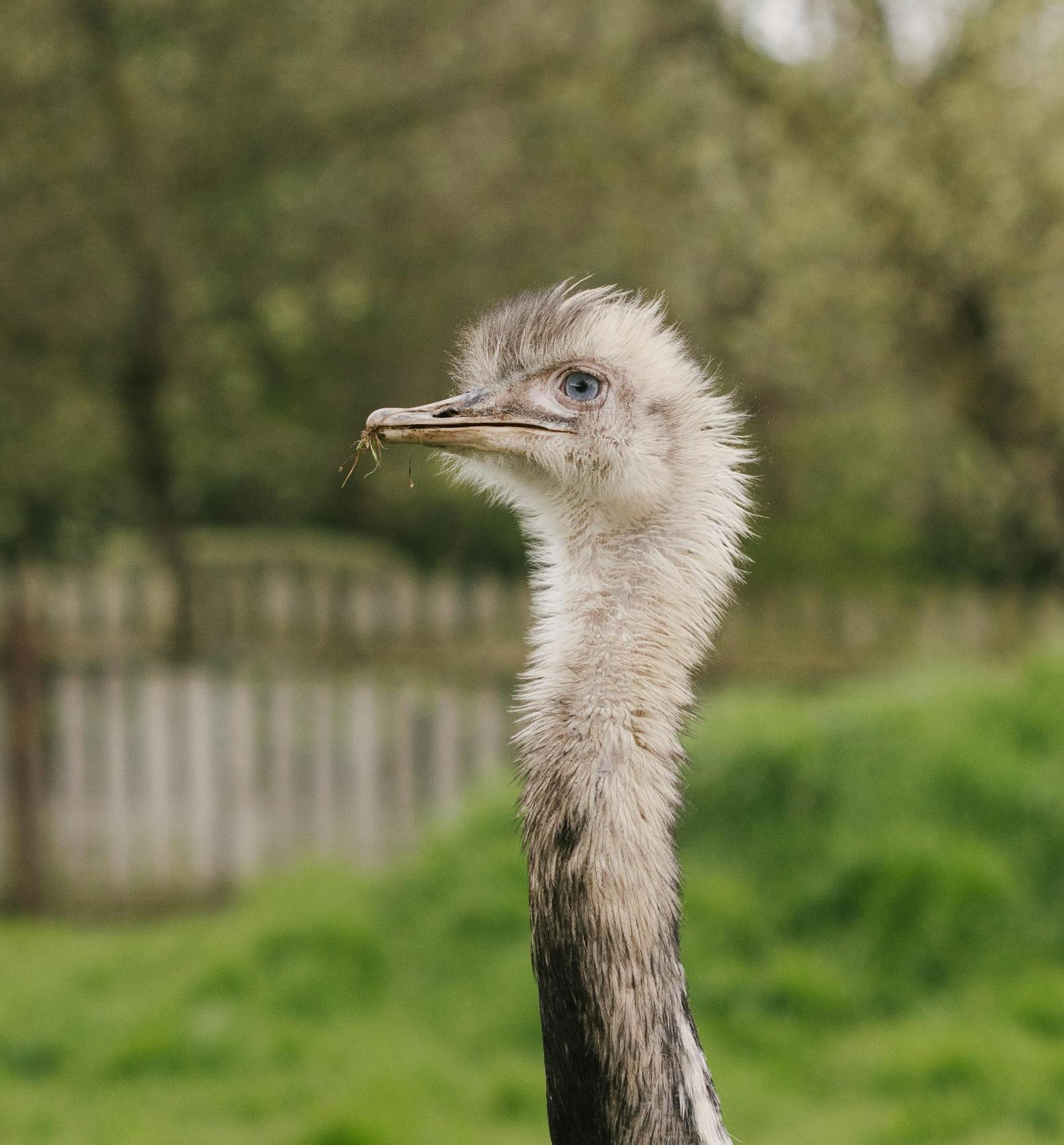 Ostrich Photos, Download The BEST Free Ostrich Stock Photos & HD Images