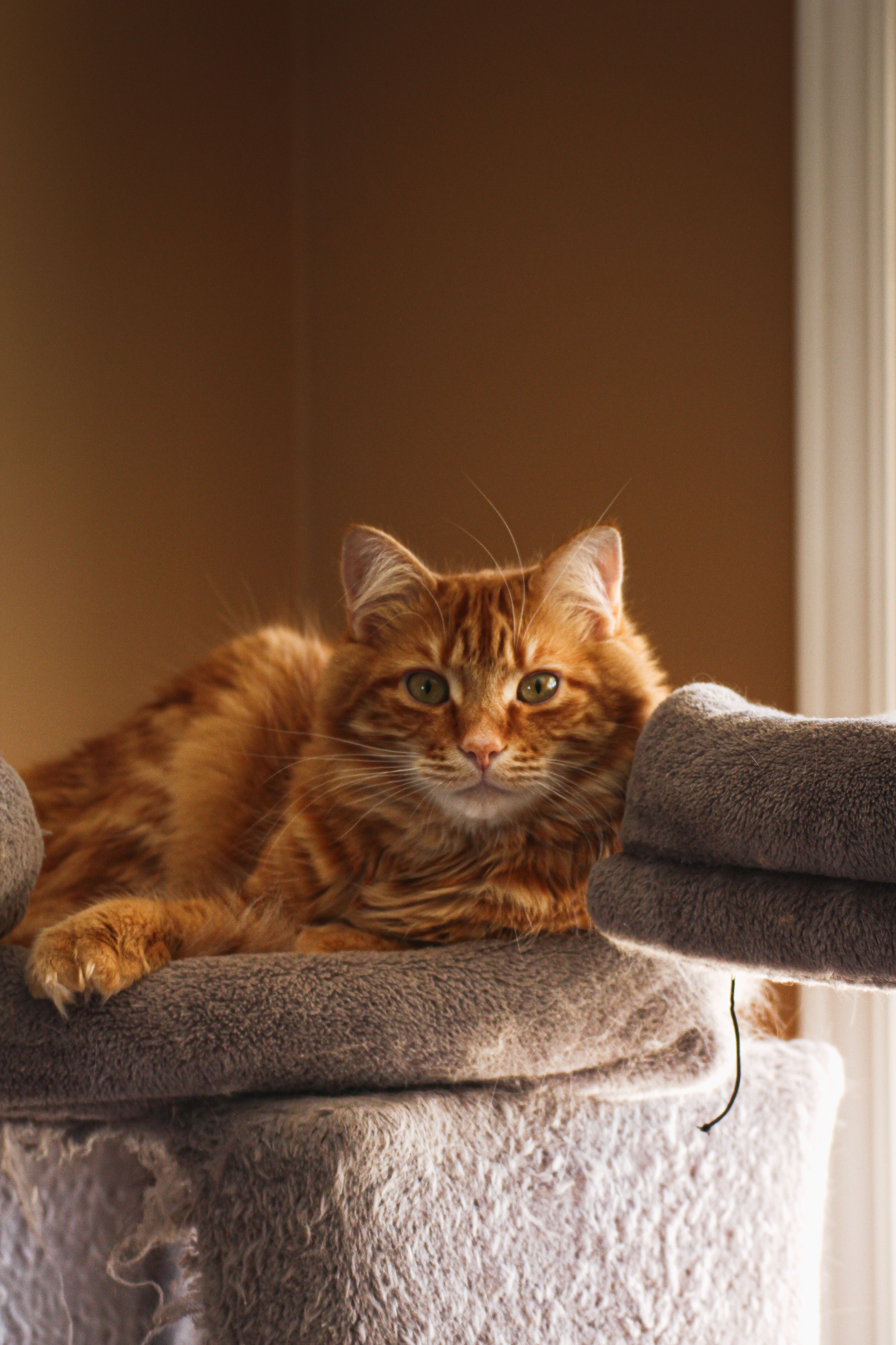 A cat laying on top of a scratching post · Free Stock Photo