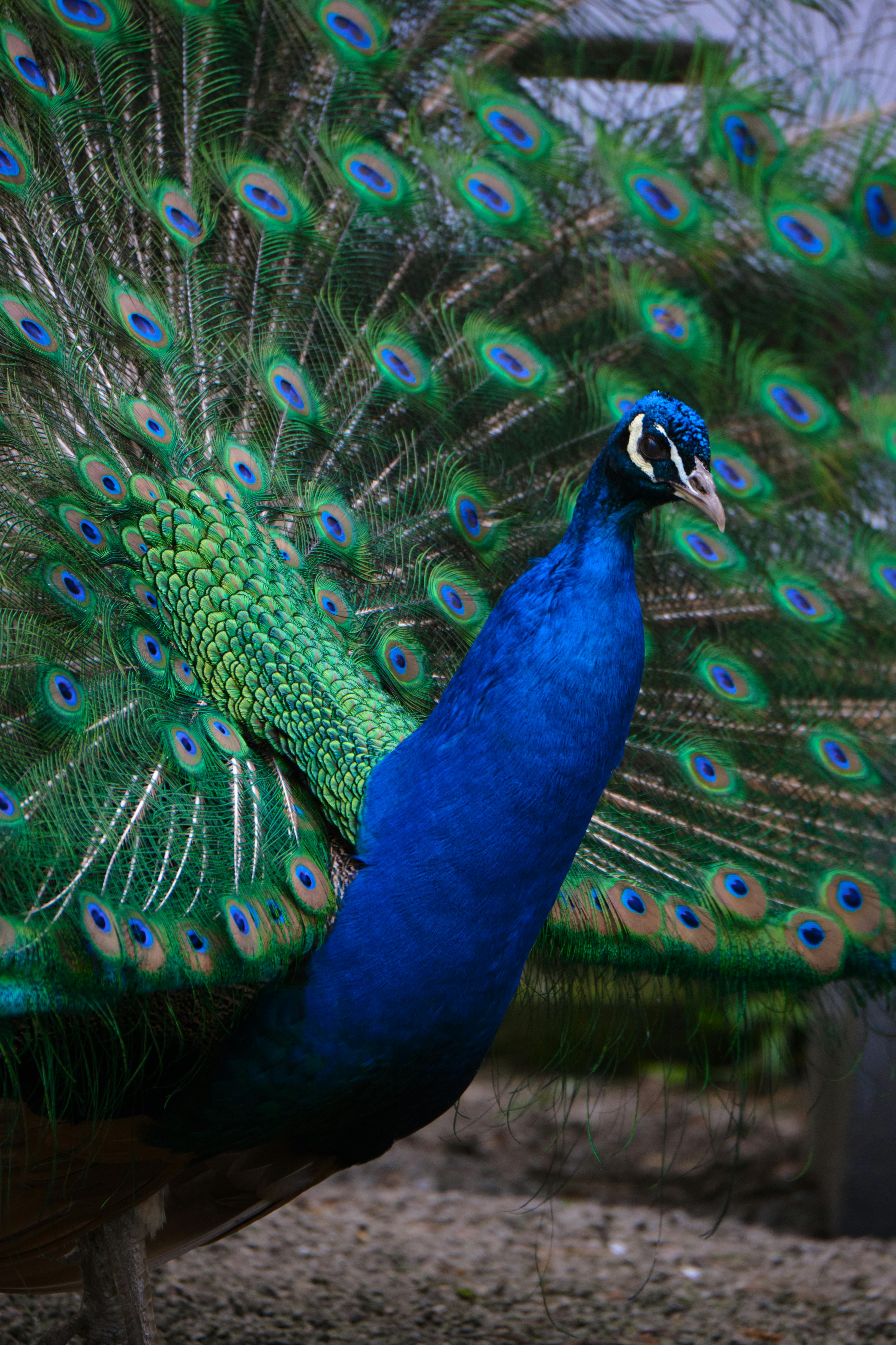 Colorful Tails Photos, Download The BEST Free Colorful Tails Stock ...