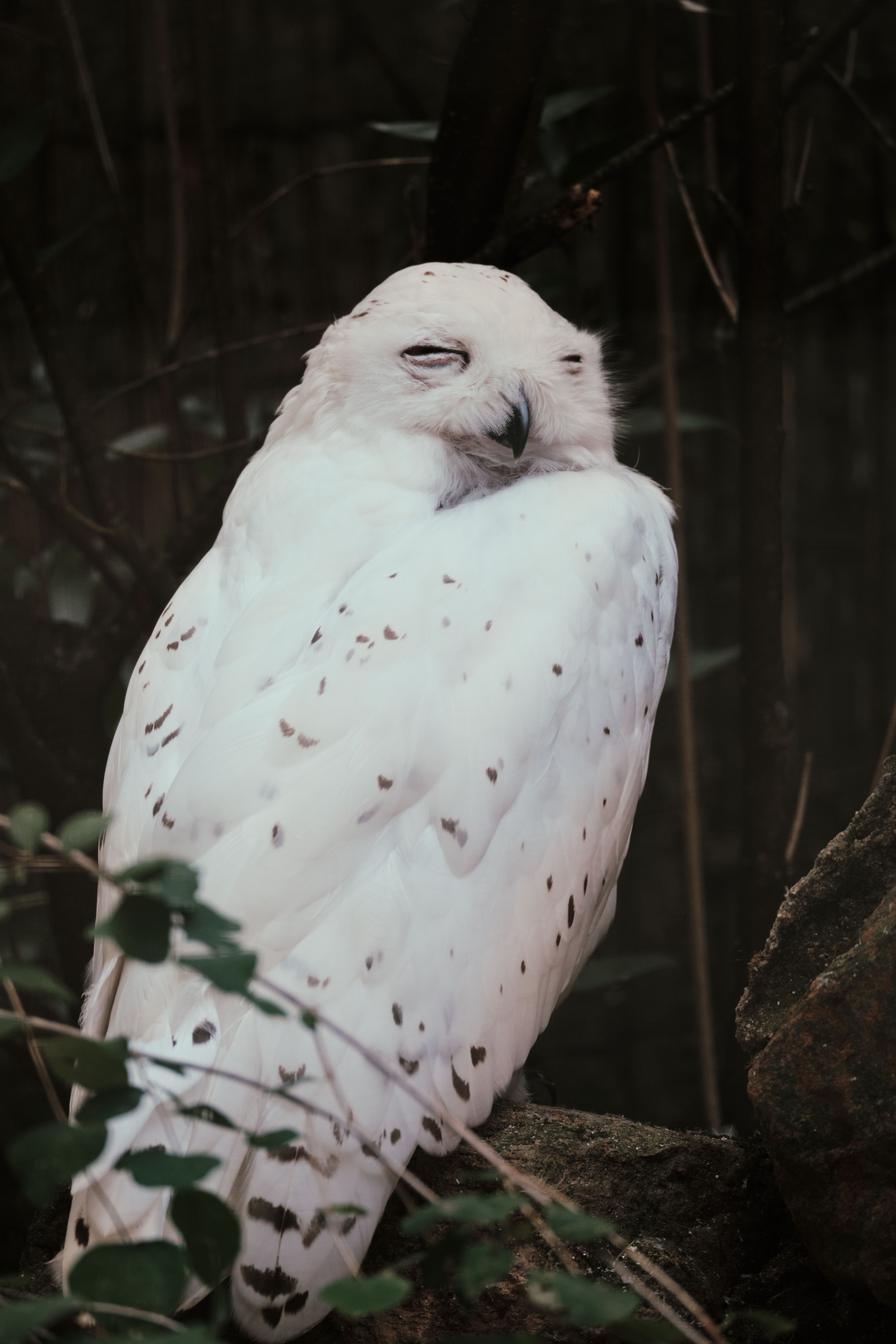 White Owl on a Shrub · Free Stock Photo