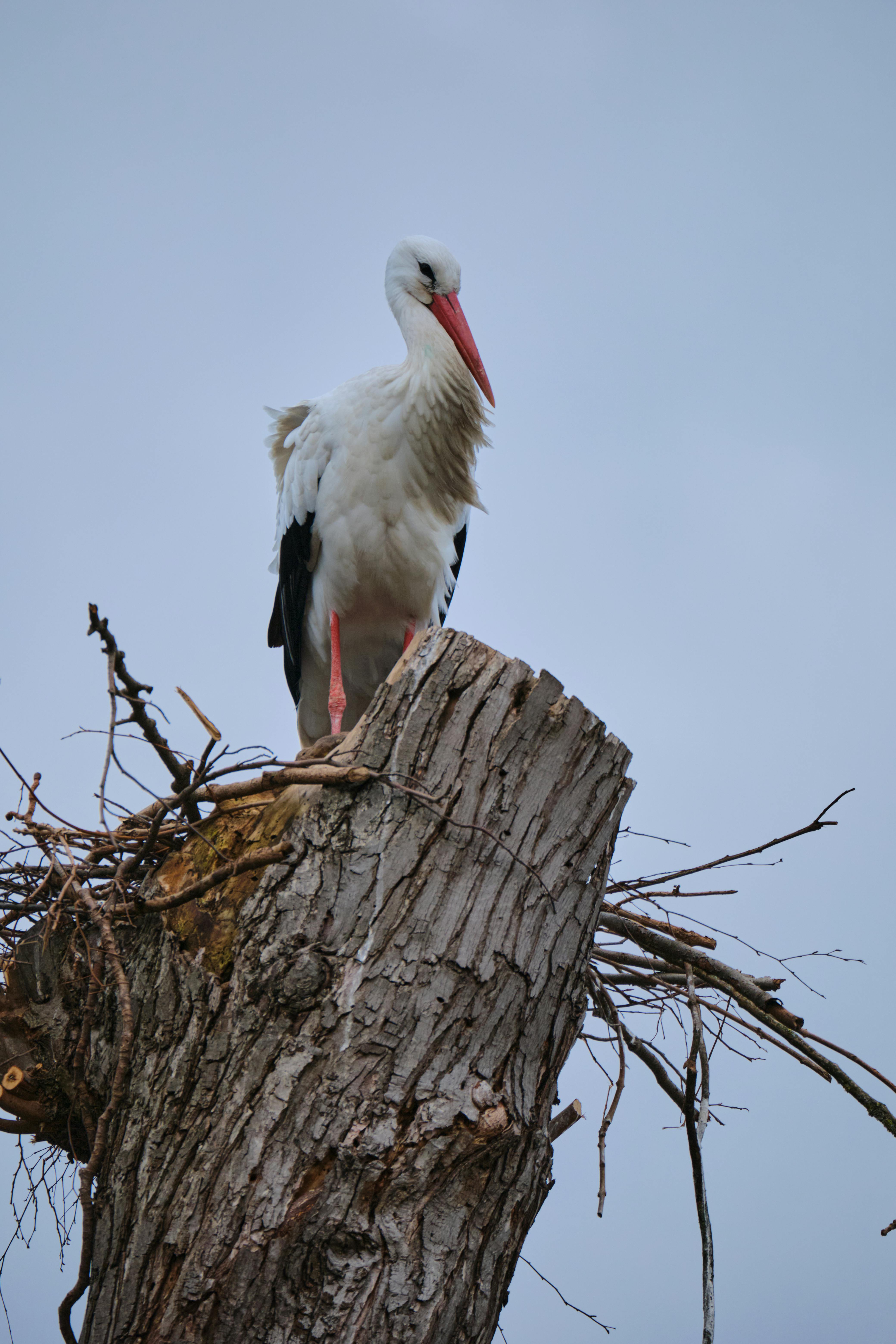 Stork on a Tree · Free Stock Photo