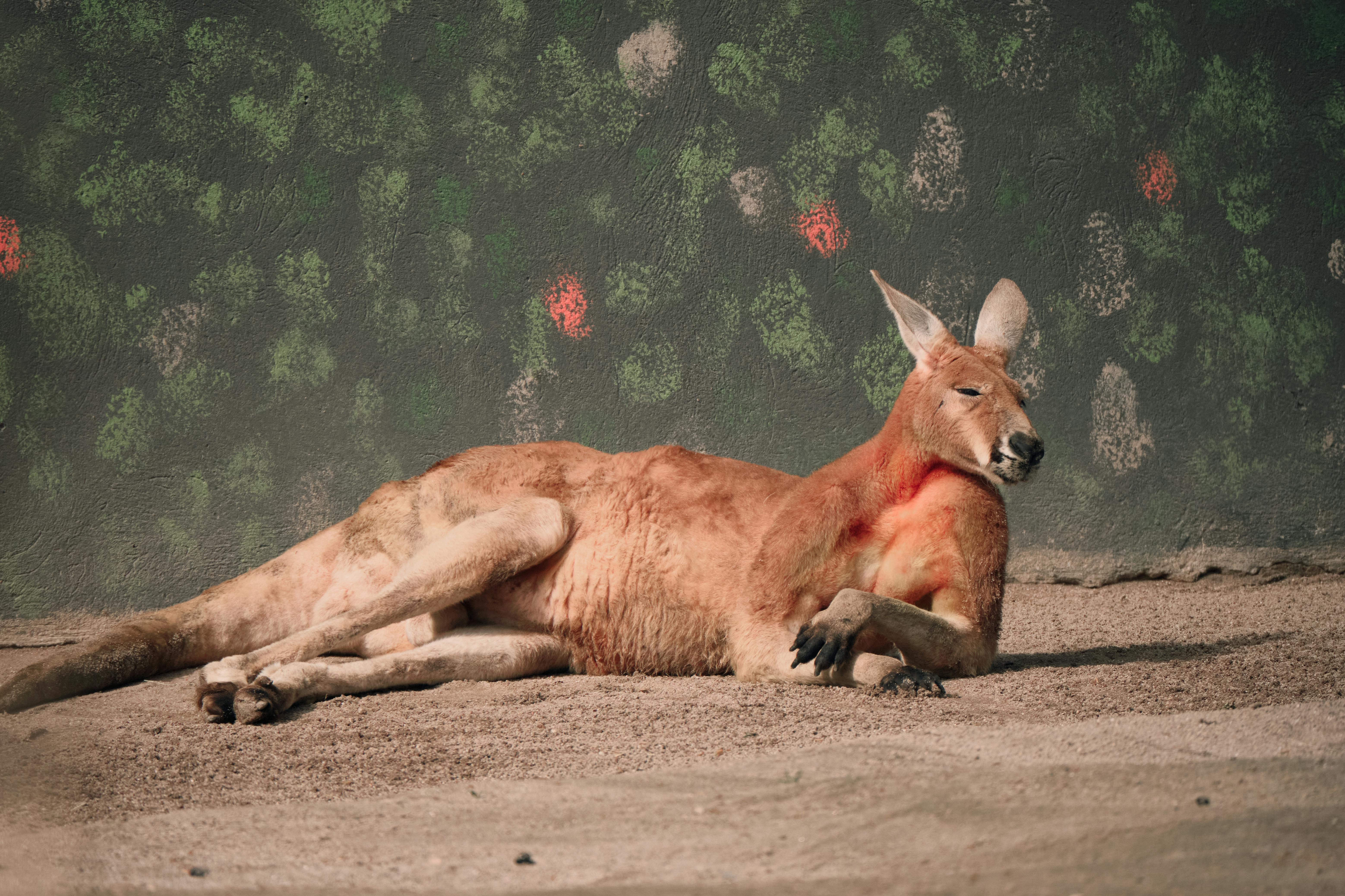 Kangaroo Lying Down on Ground · Free Stock Photo