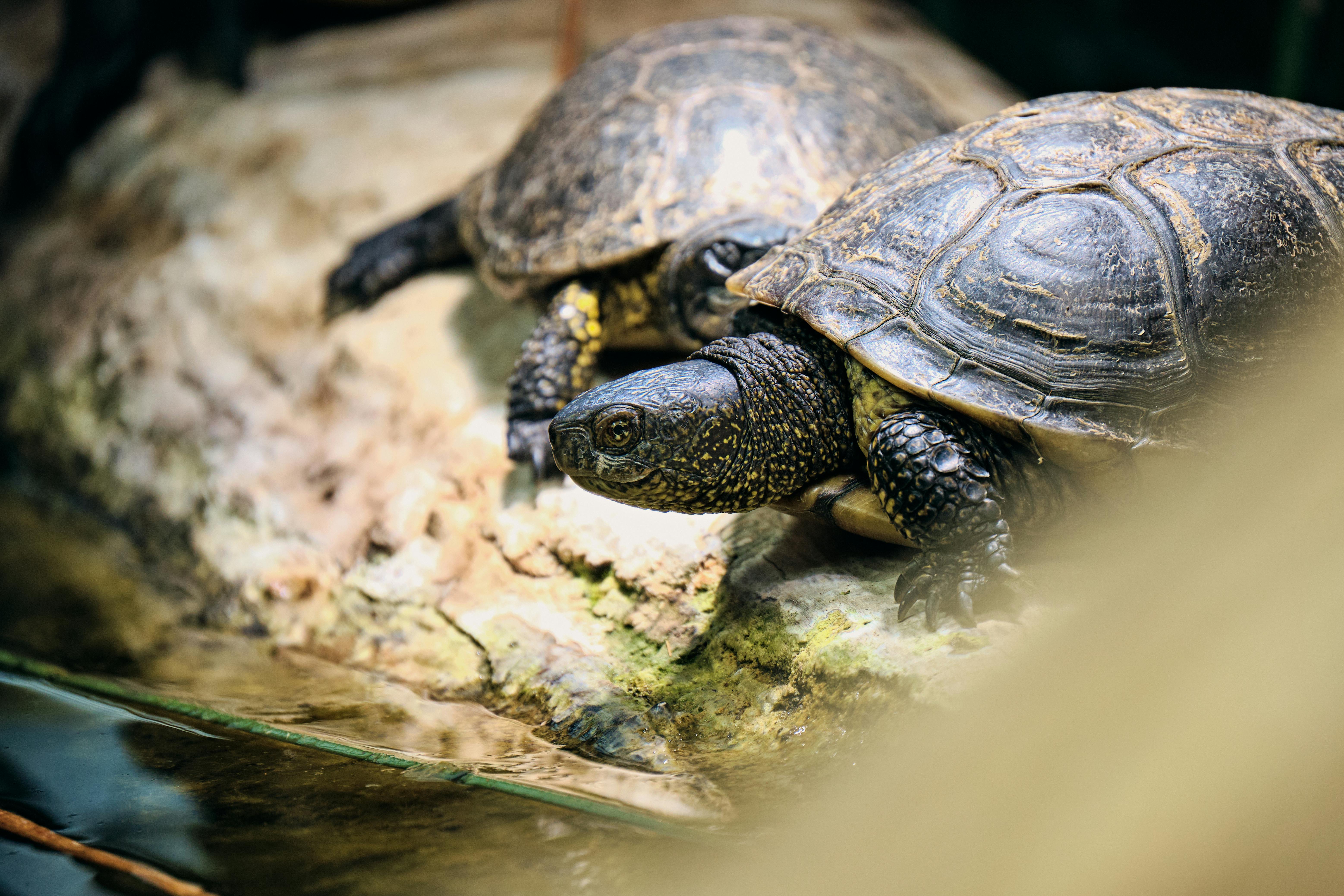 Turtle · Free Stock Photo