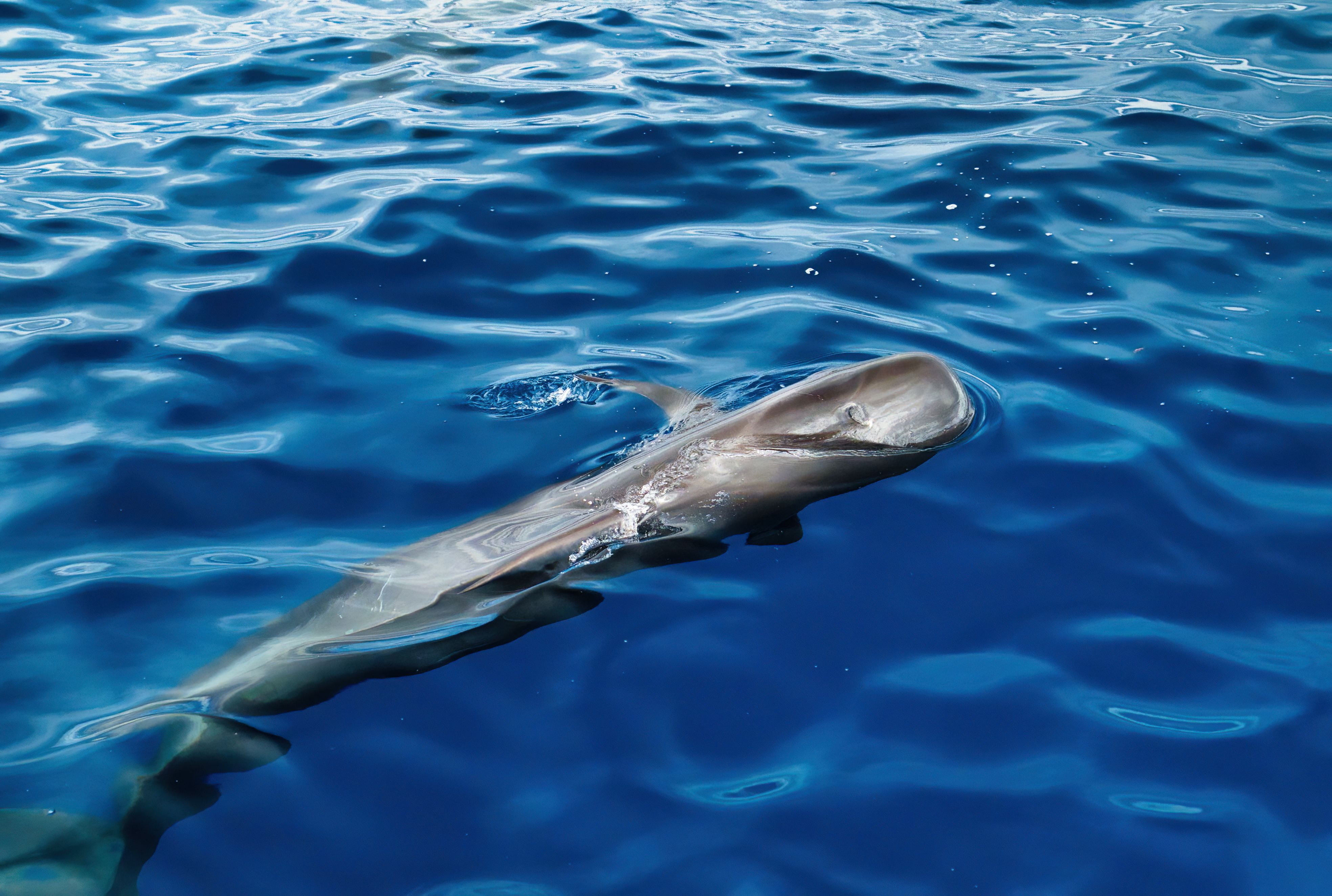 Whale in Ocean · Free Stock Photo