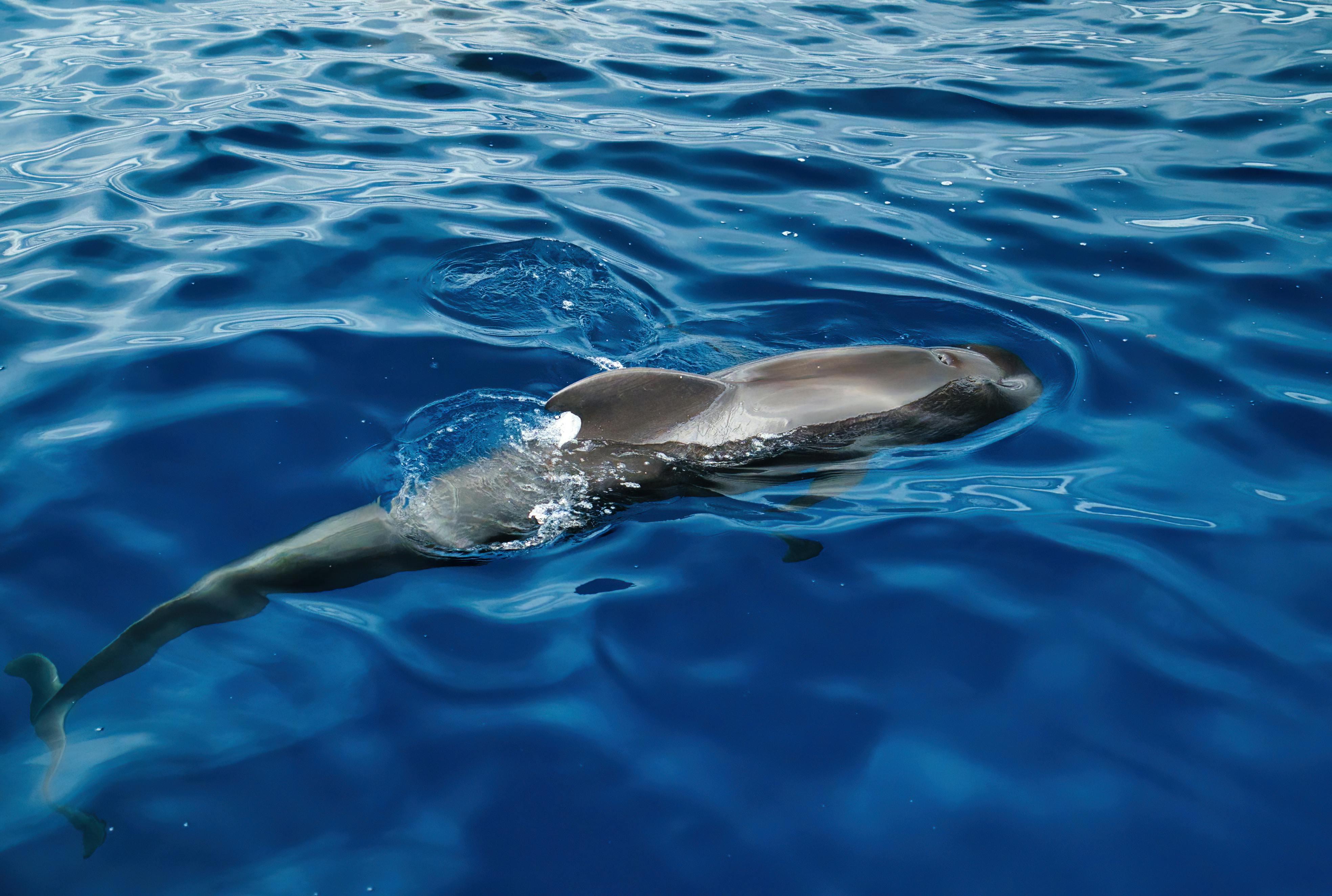 Gray Dolphin on Body of Water · Free Stock Photo