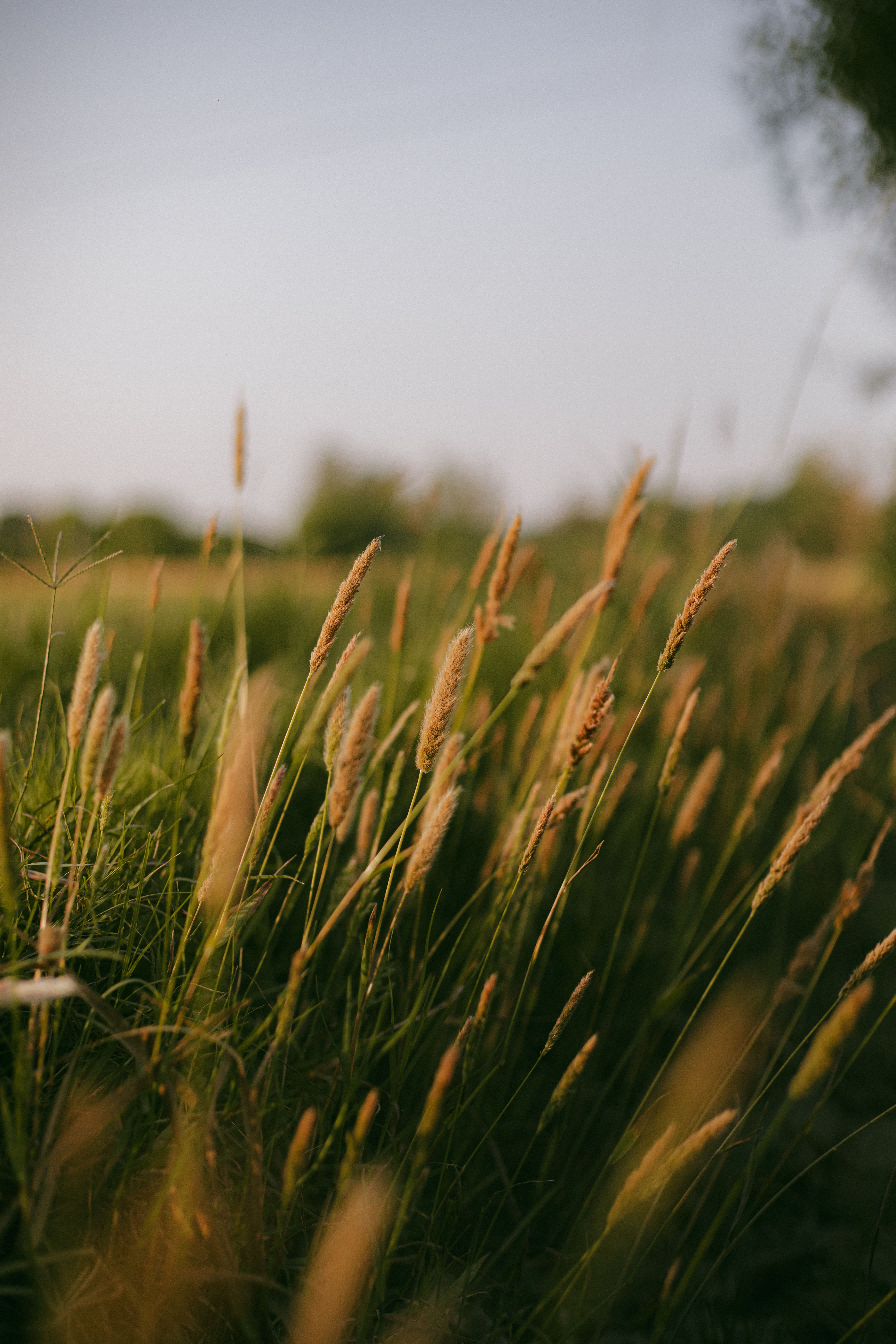 Grass on Rural Field · Free Stock Photo