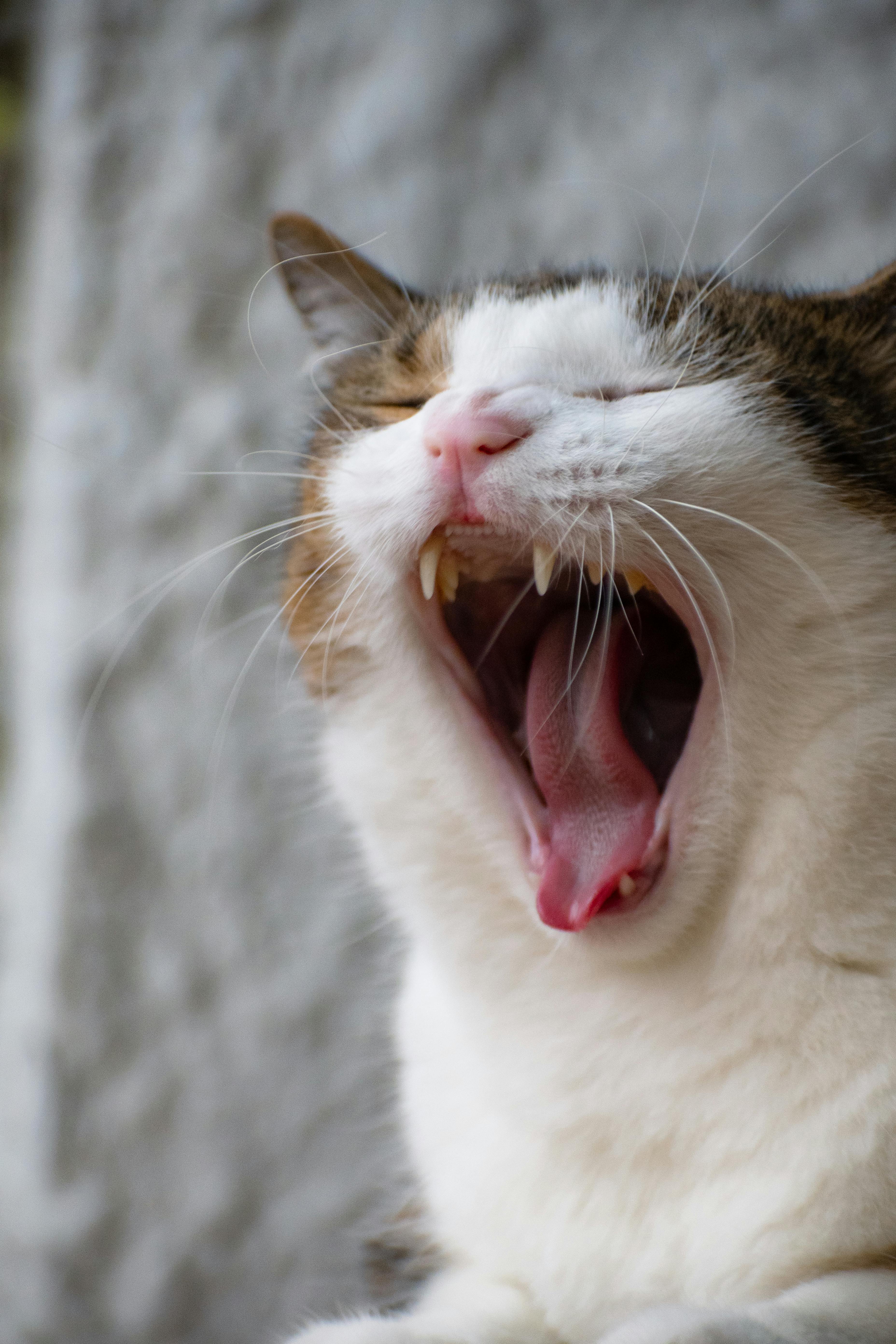 32.988+ Fotos y Imágenes de Gato riendo Gratis · Banco de Fotos Gratis