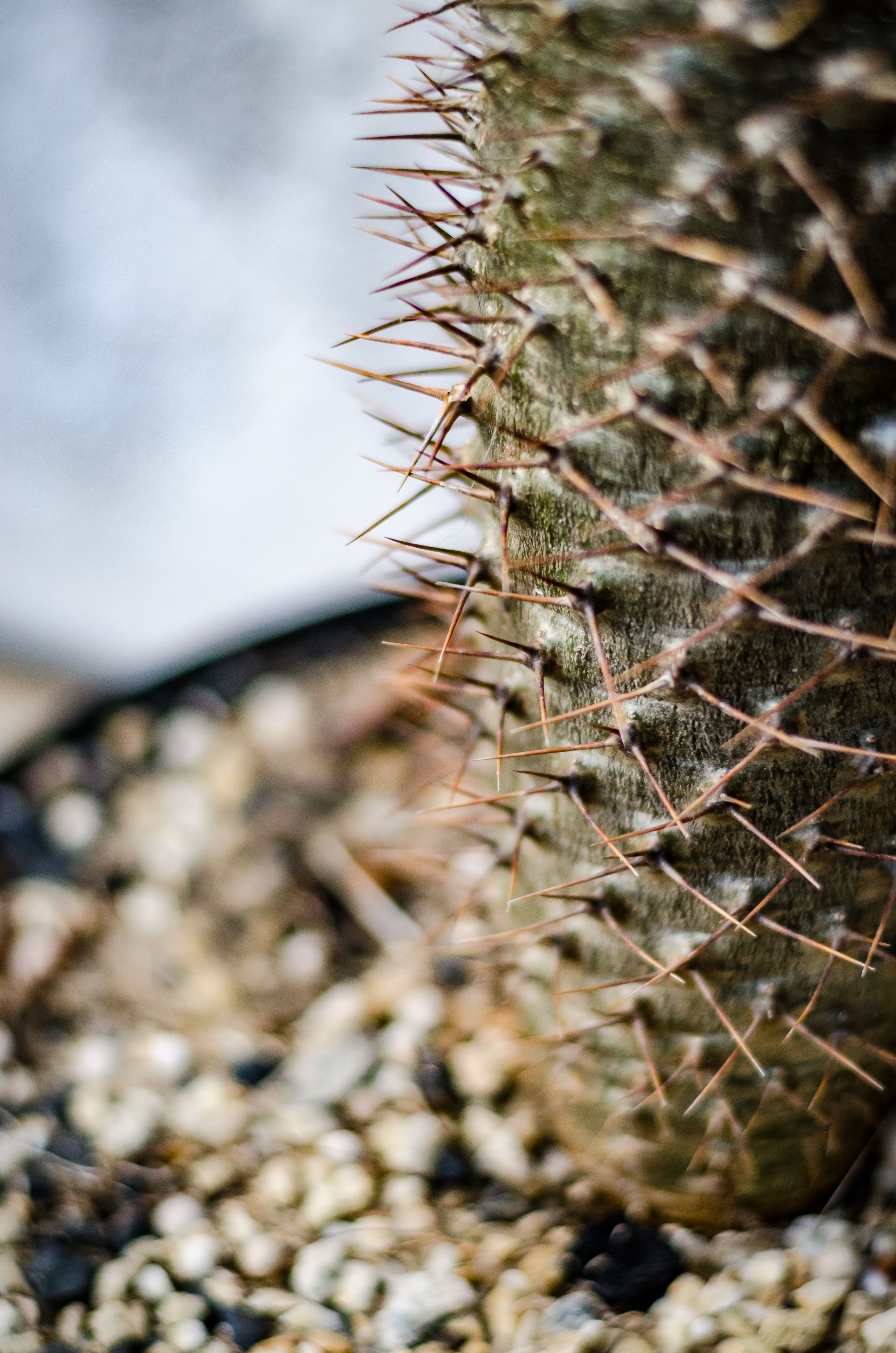 Spikes Of A Cactus · Free Stock Photo