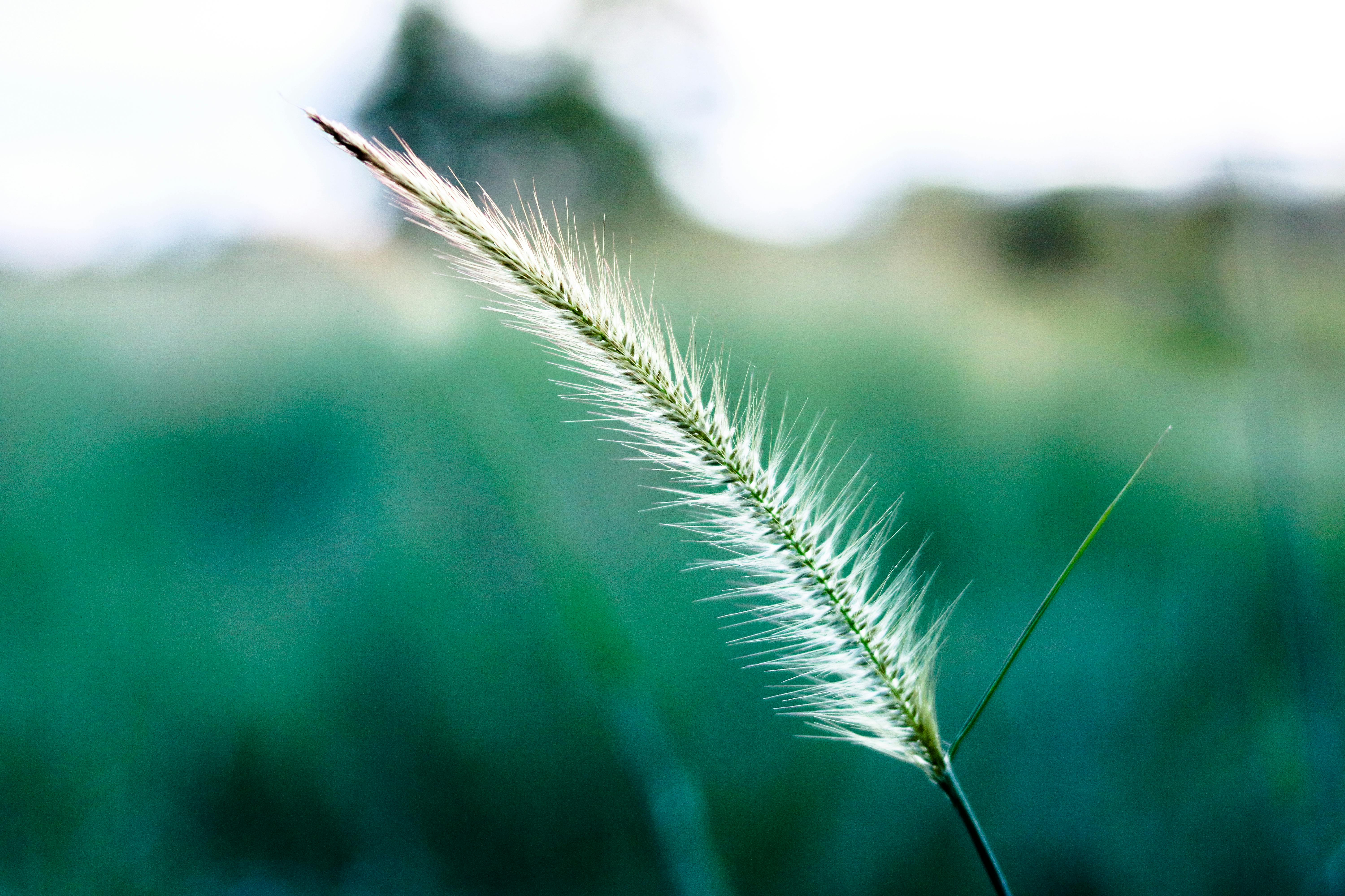 Close-up Photography of Grass · Free Stock Photo