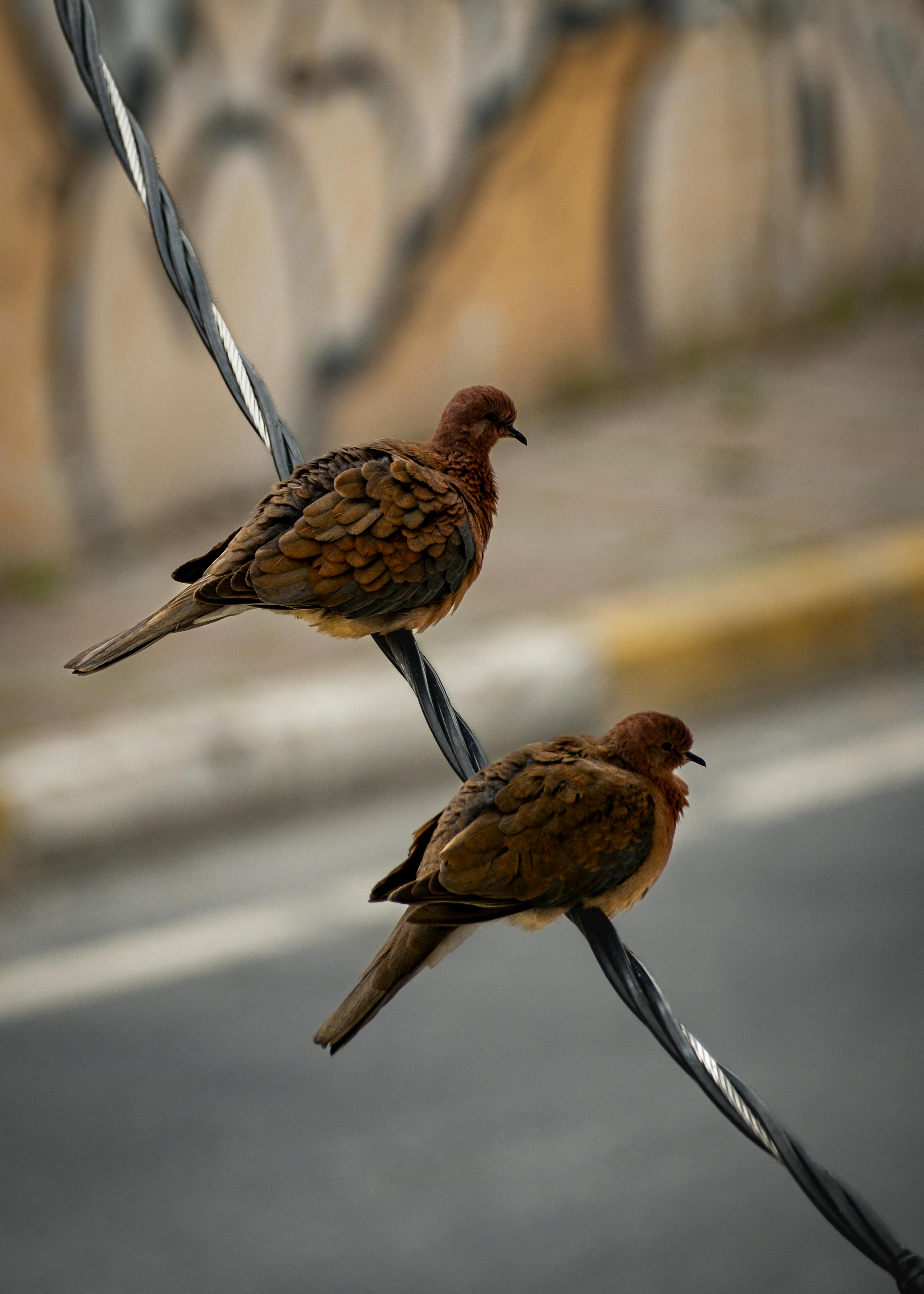 Mourning Doves on Wire · Free Stock Photo