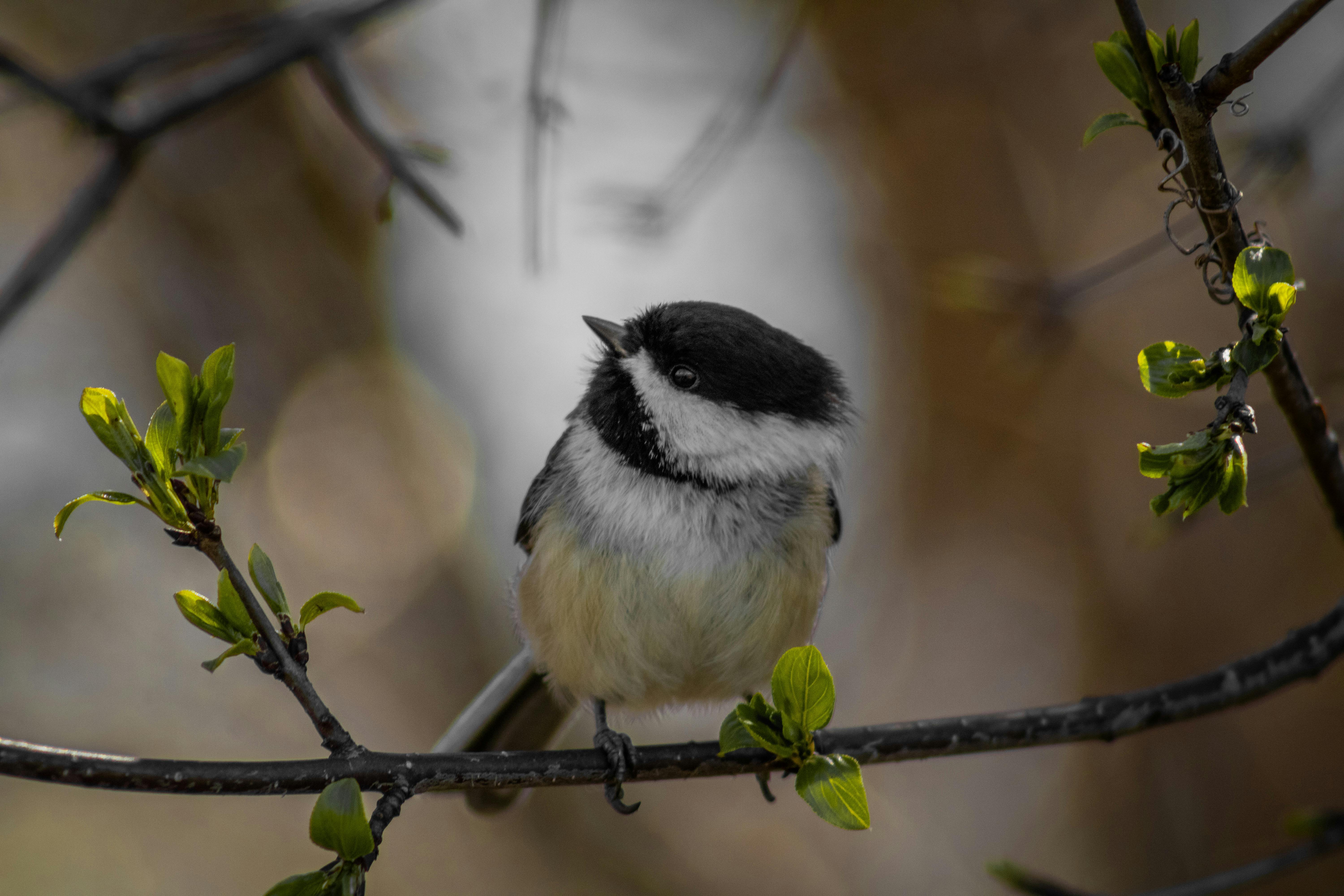 Black-Capped Chickadee on Branch · Free Stock Photo