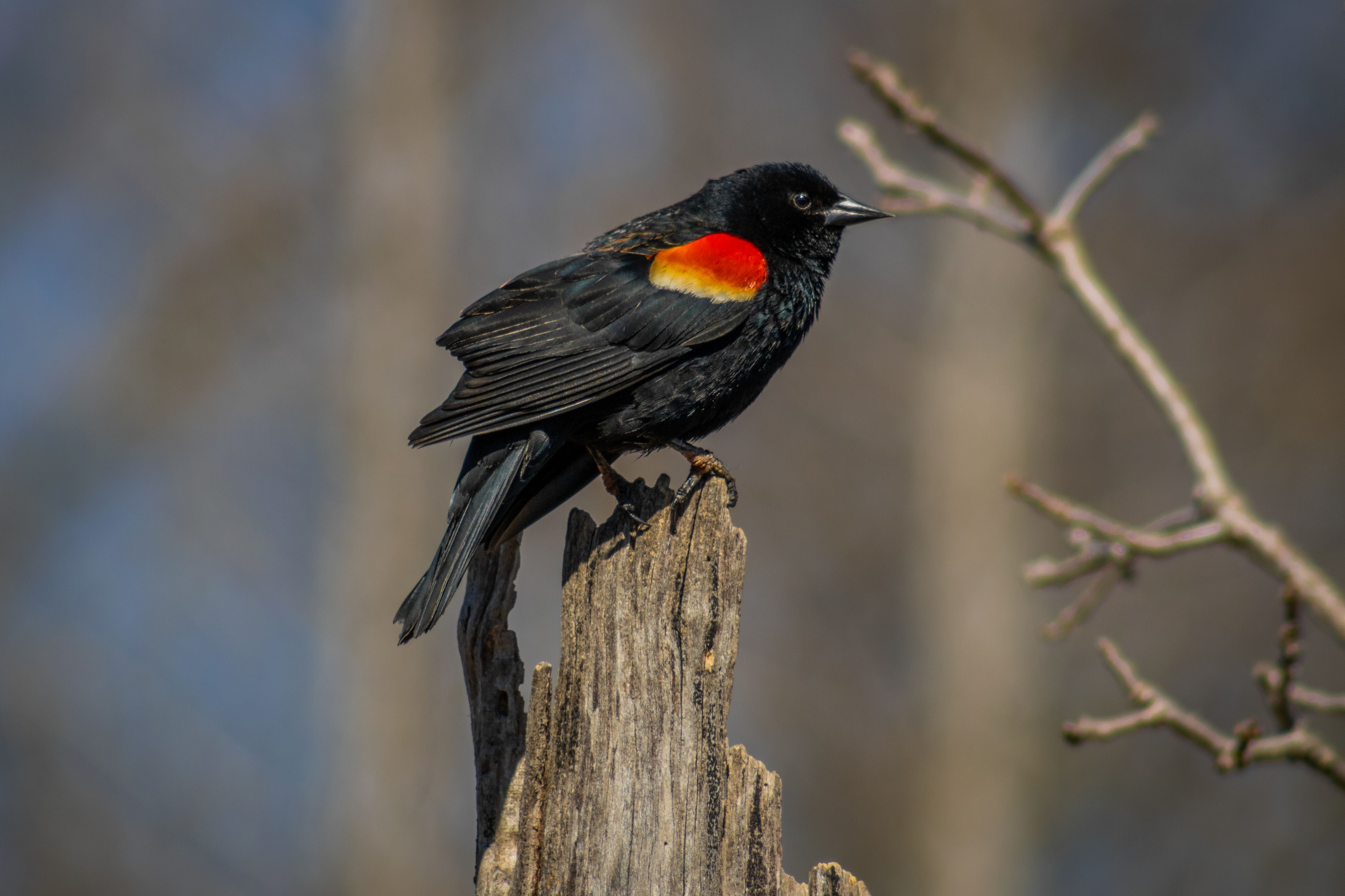 Red Winged Blackbird on a Tree · Free Stock Photo