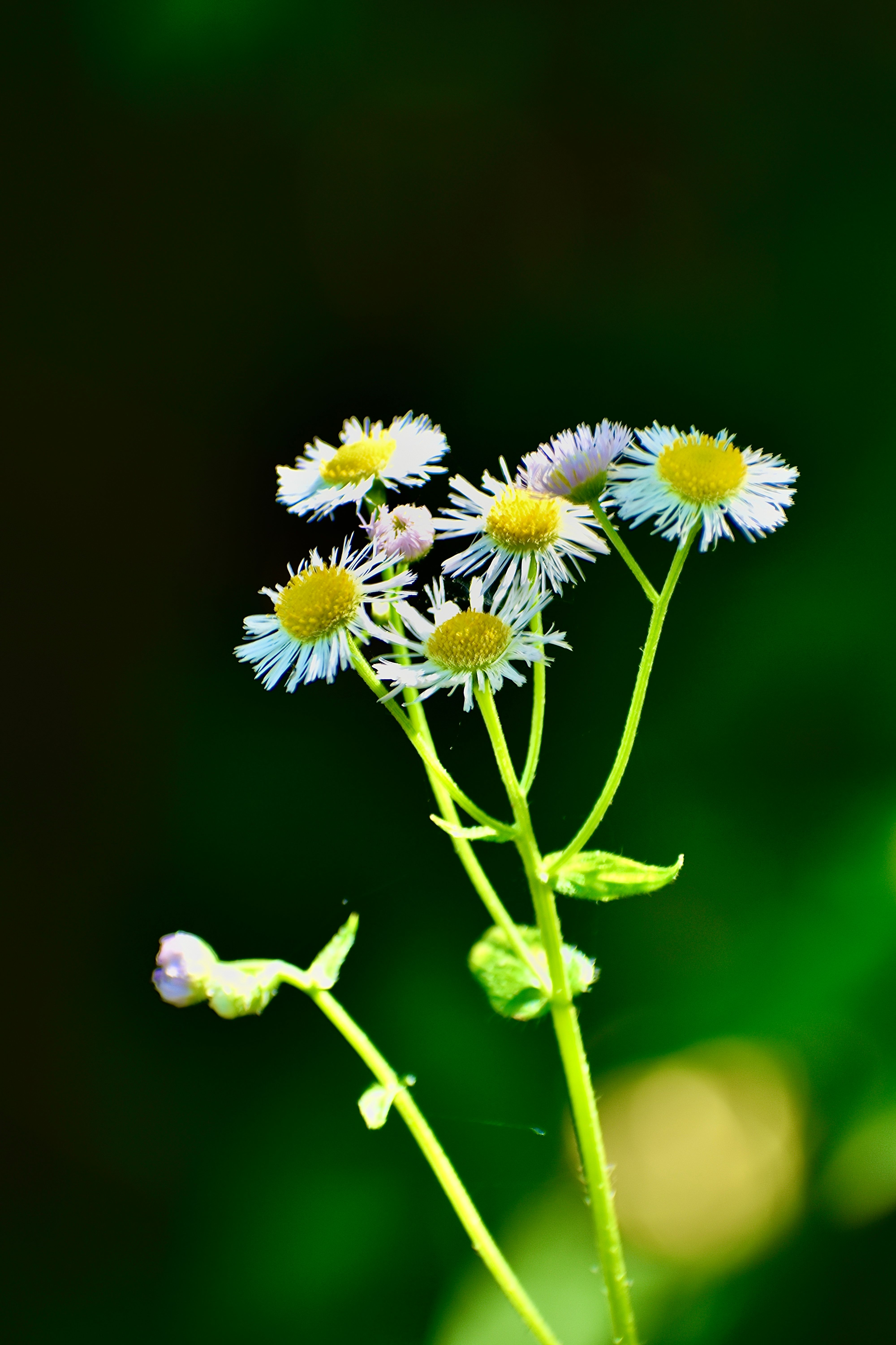 400.000+ Foto Wallpaper Bunga Aster Terbaik · Unduh Gratis 100% · Foto ...
