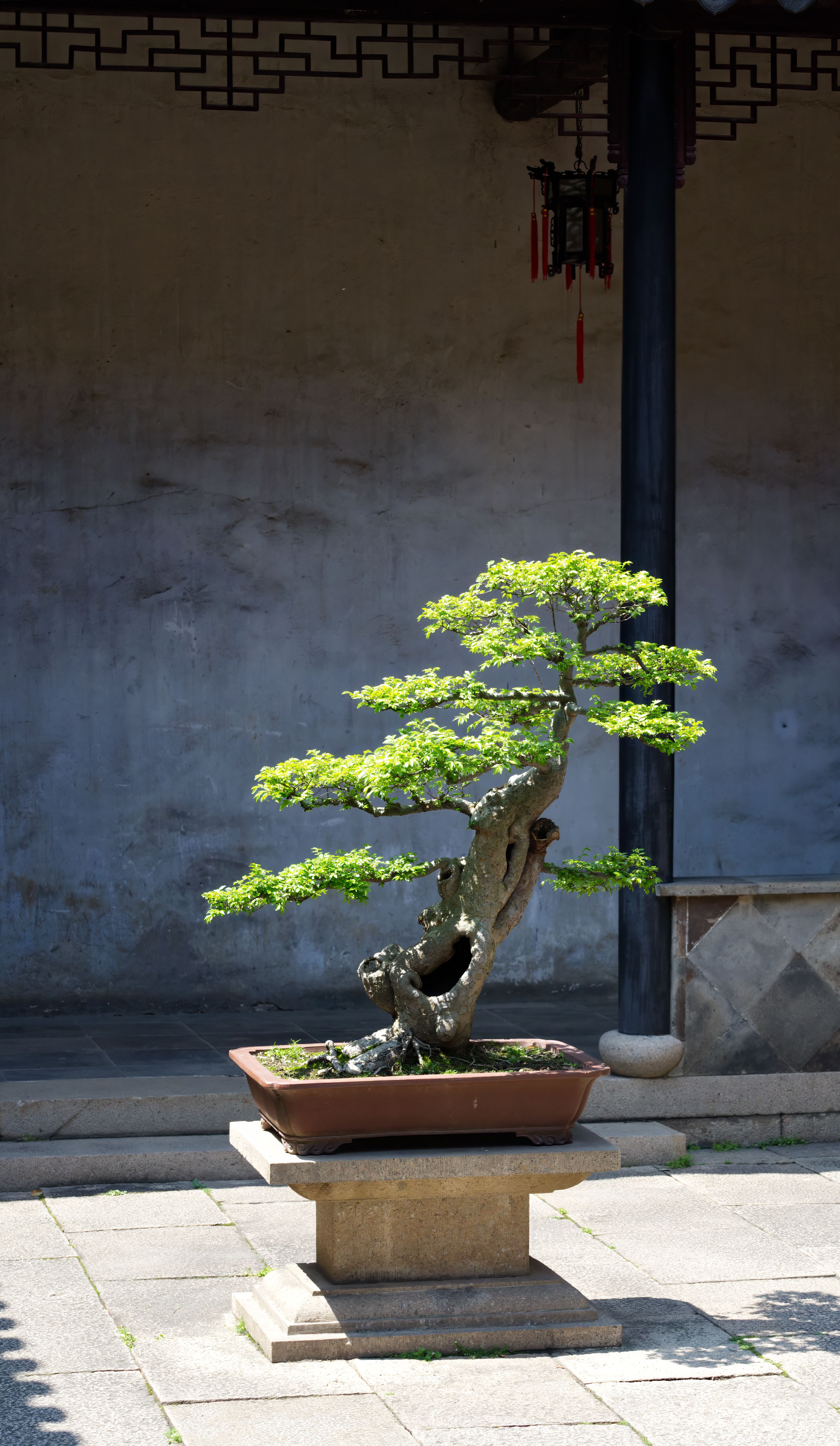 Bonzai in China · Free Stock Photo