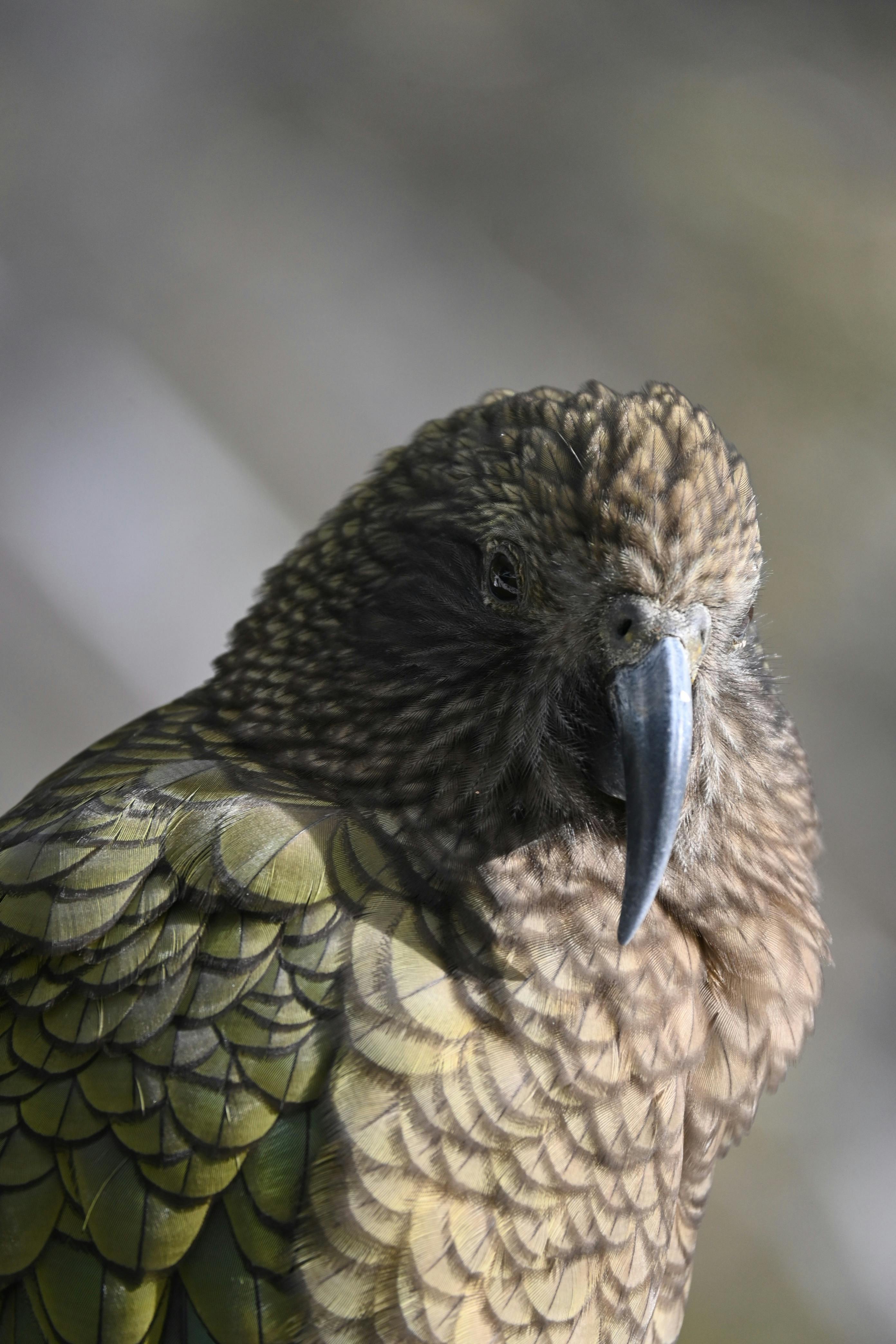 Portrait of Kea Parrot · Free Stock Photo