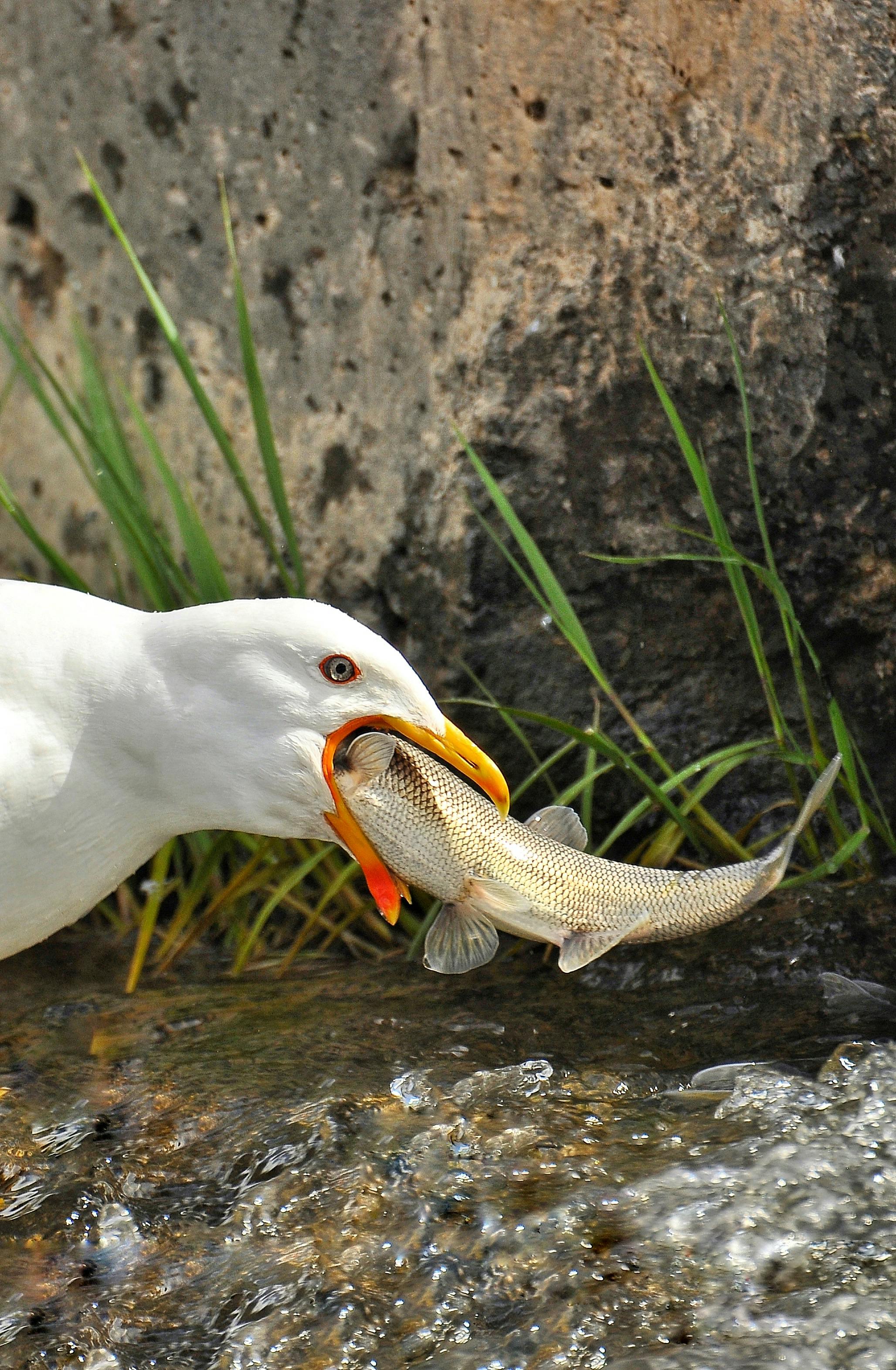 Someone Eating Fish And Chips Photos, Download The BEST Free Someone ...