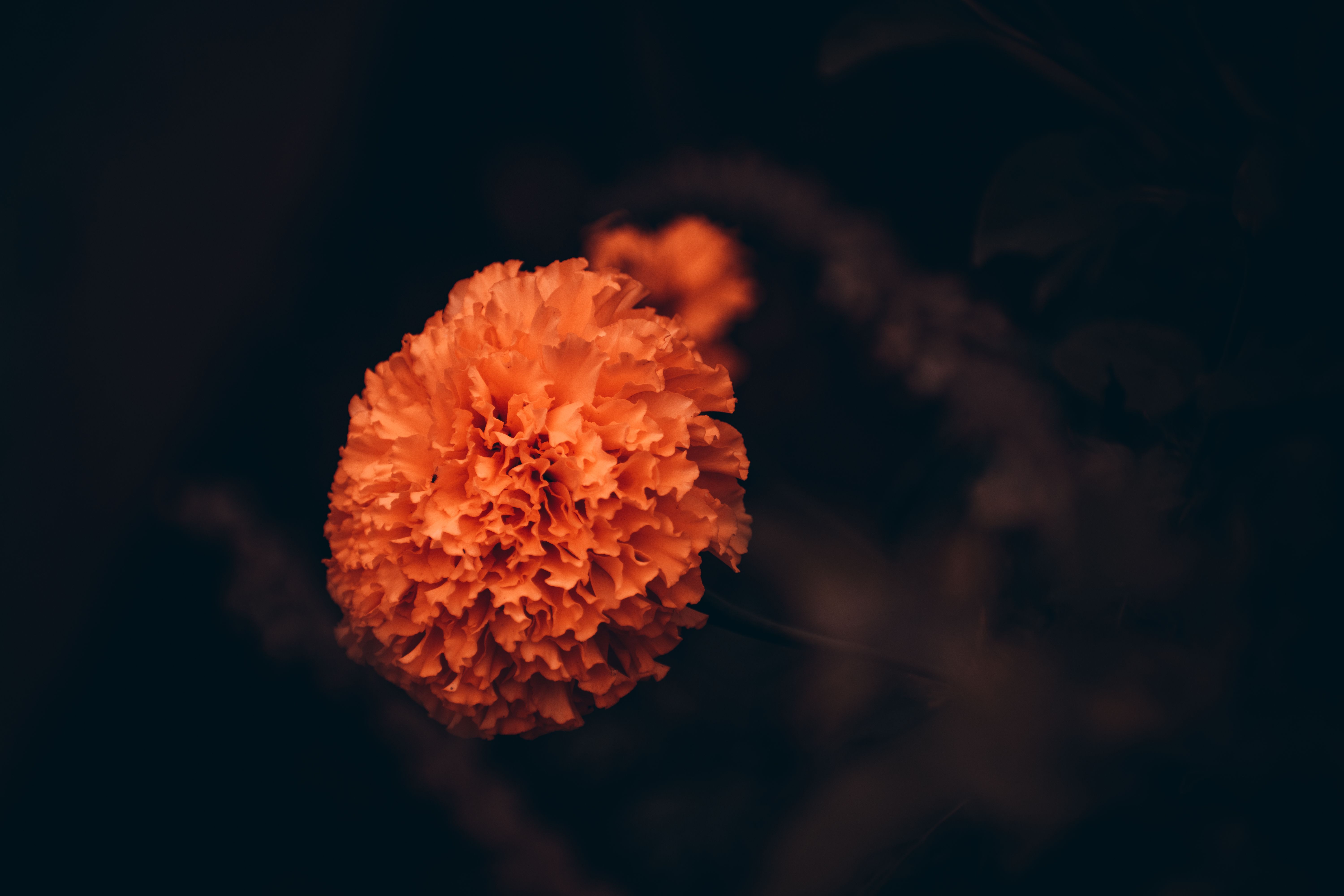 Mexican Marigold in Dark · Free Stock Photo