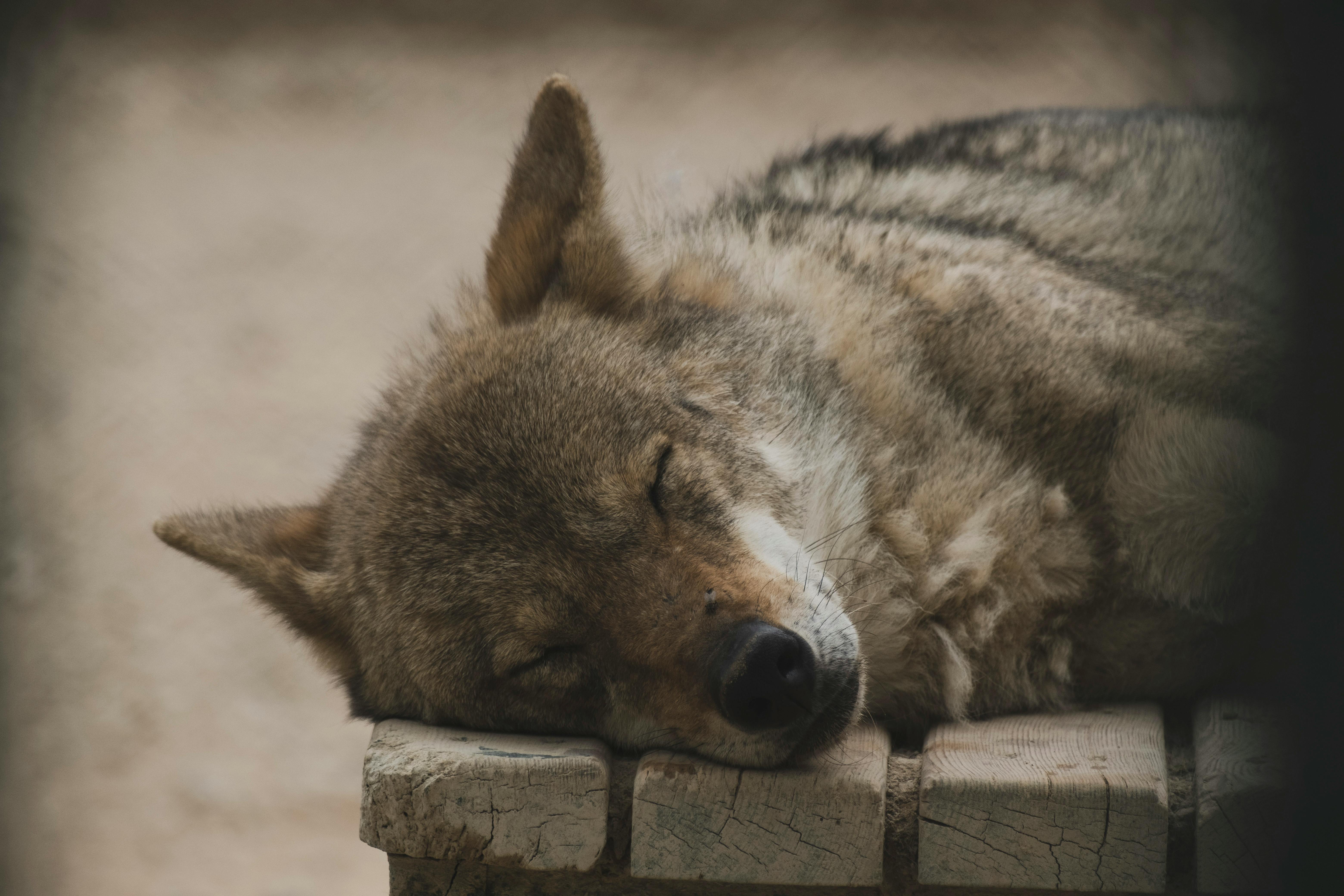 Foto de stock gratuita sobre dormido, enfoque selectivo, fotografía de ...