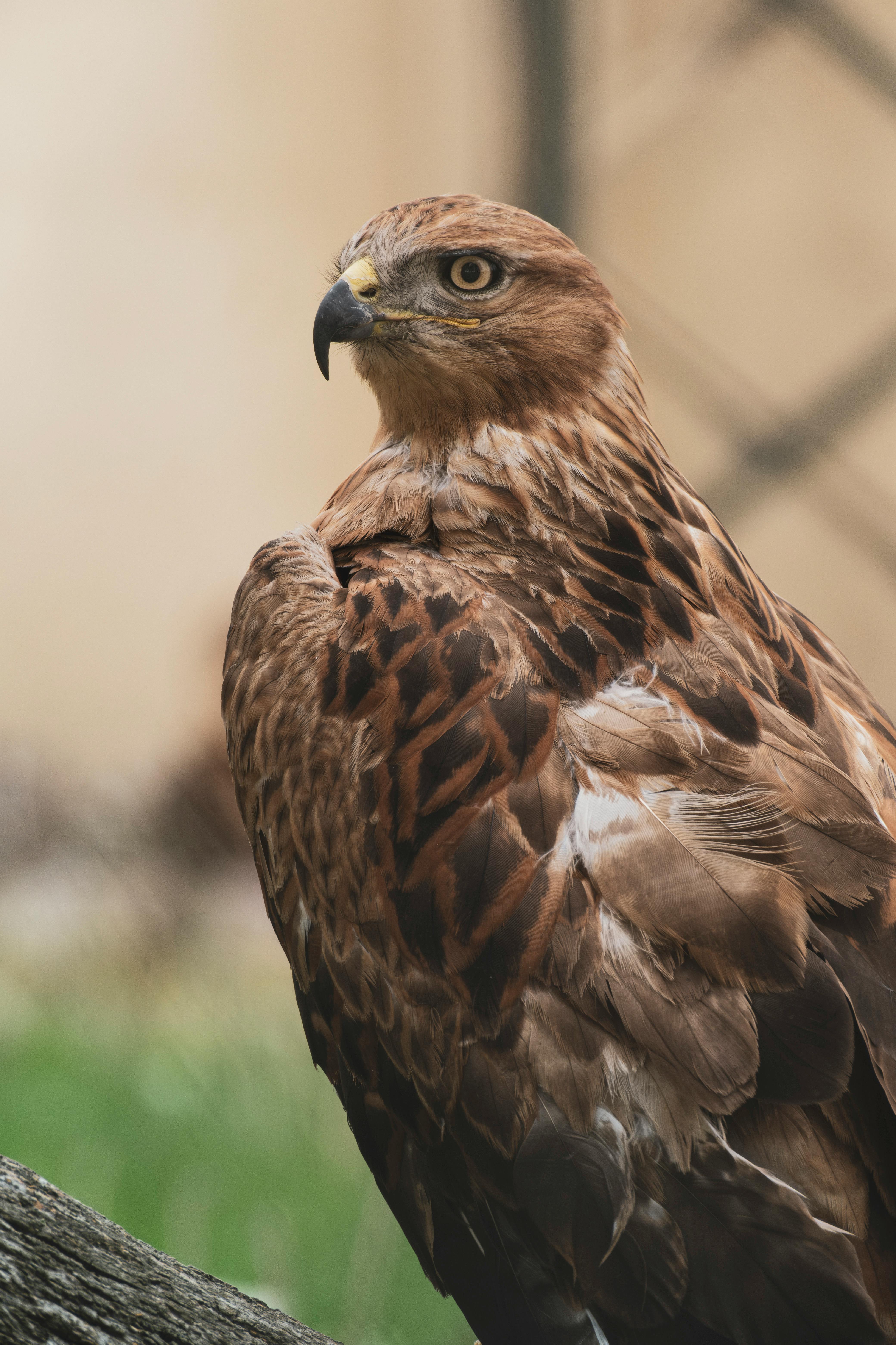 Falcon Perching in Cage · Free Stock Photo