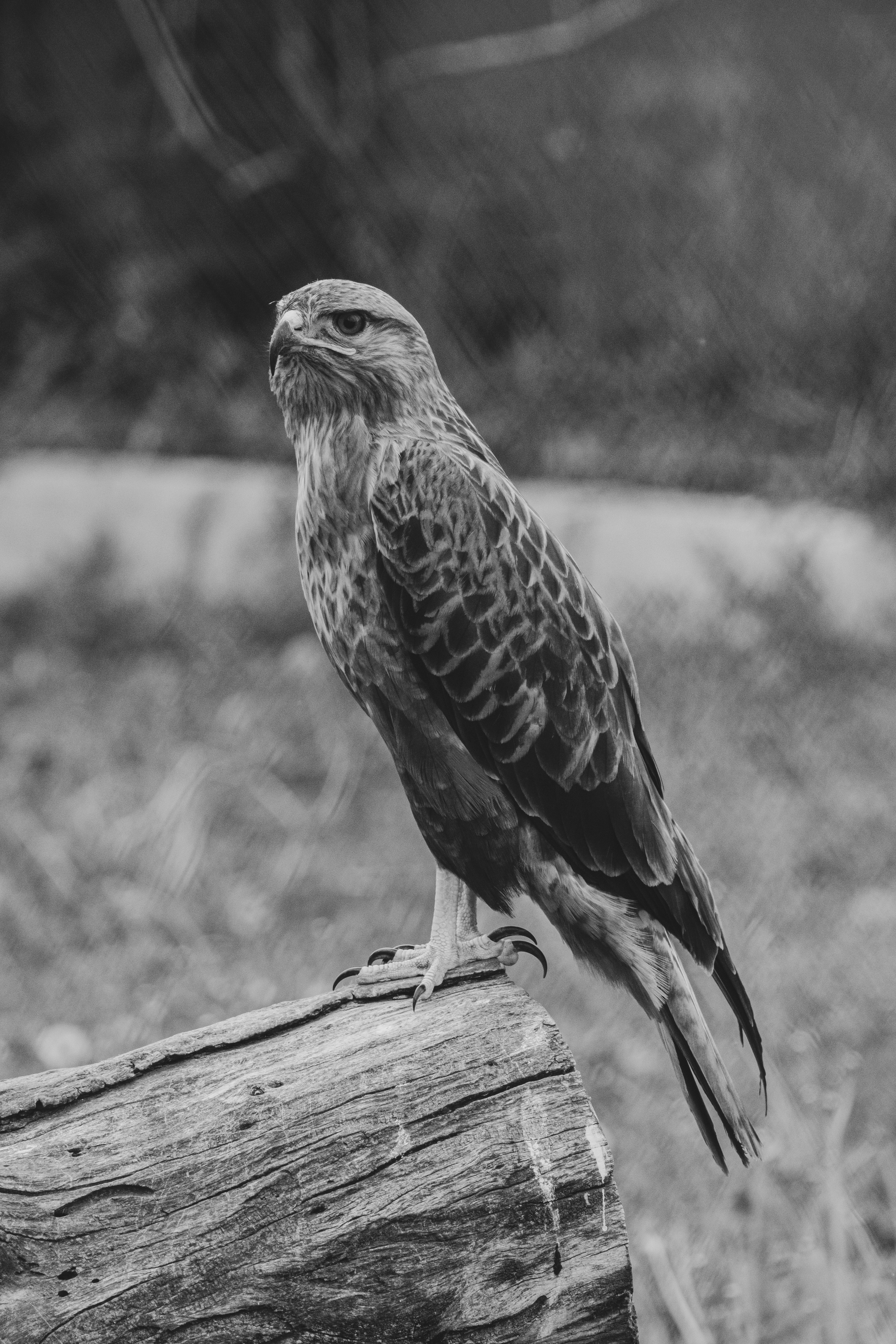 A Falcon Perching on a Stump · Free Stock Photo