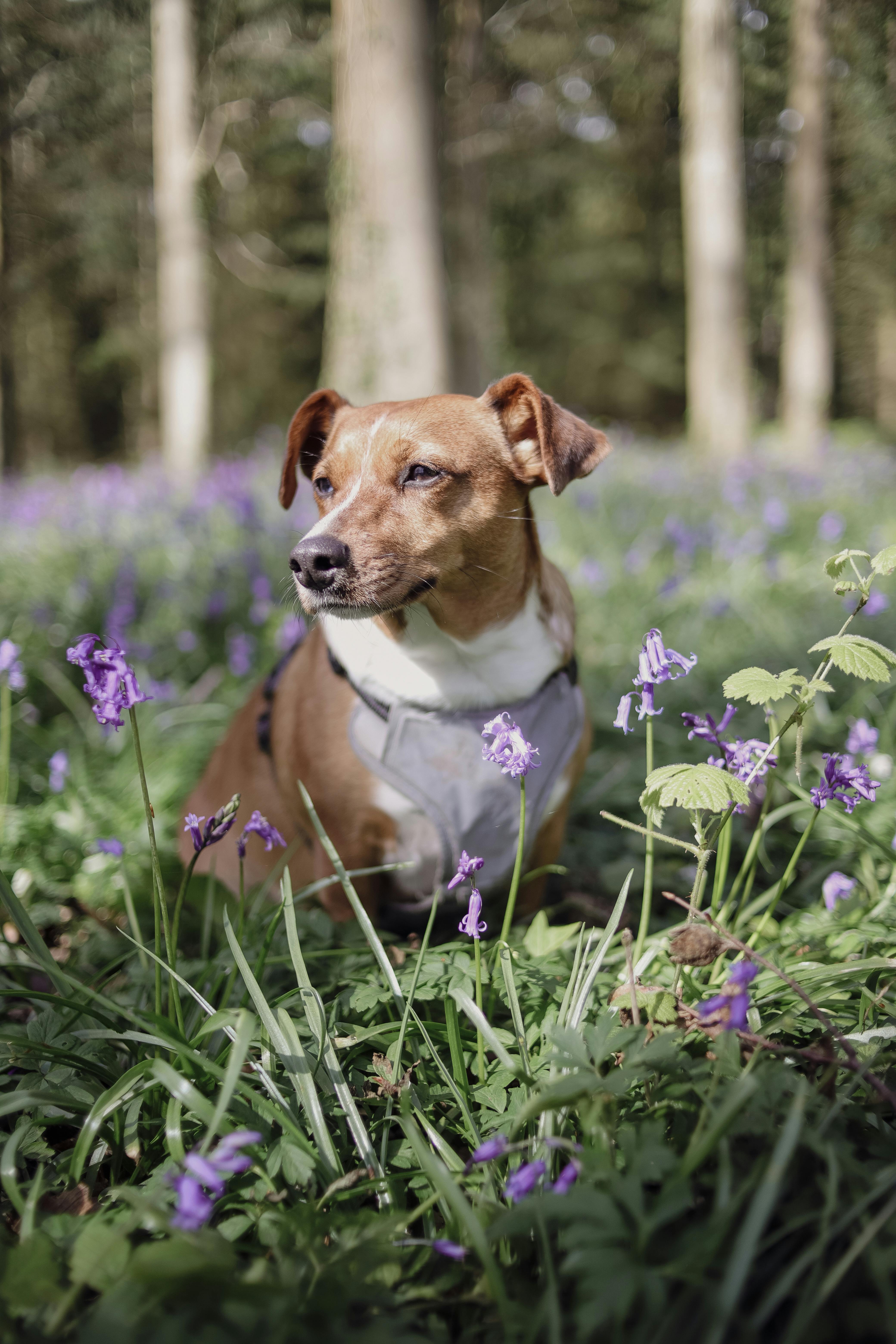 dog with bluebells · Free Stock Photo
