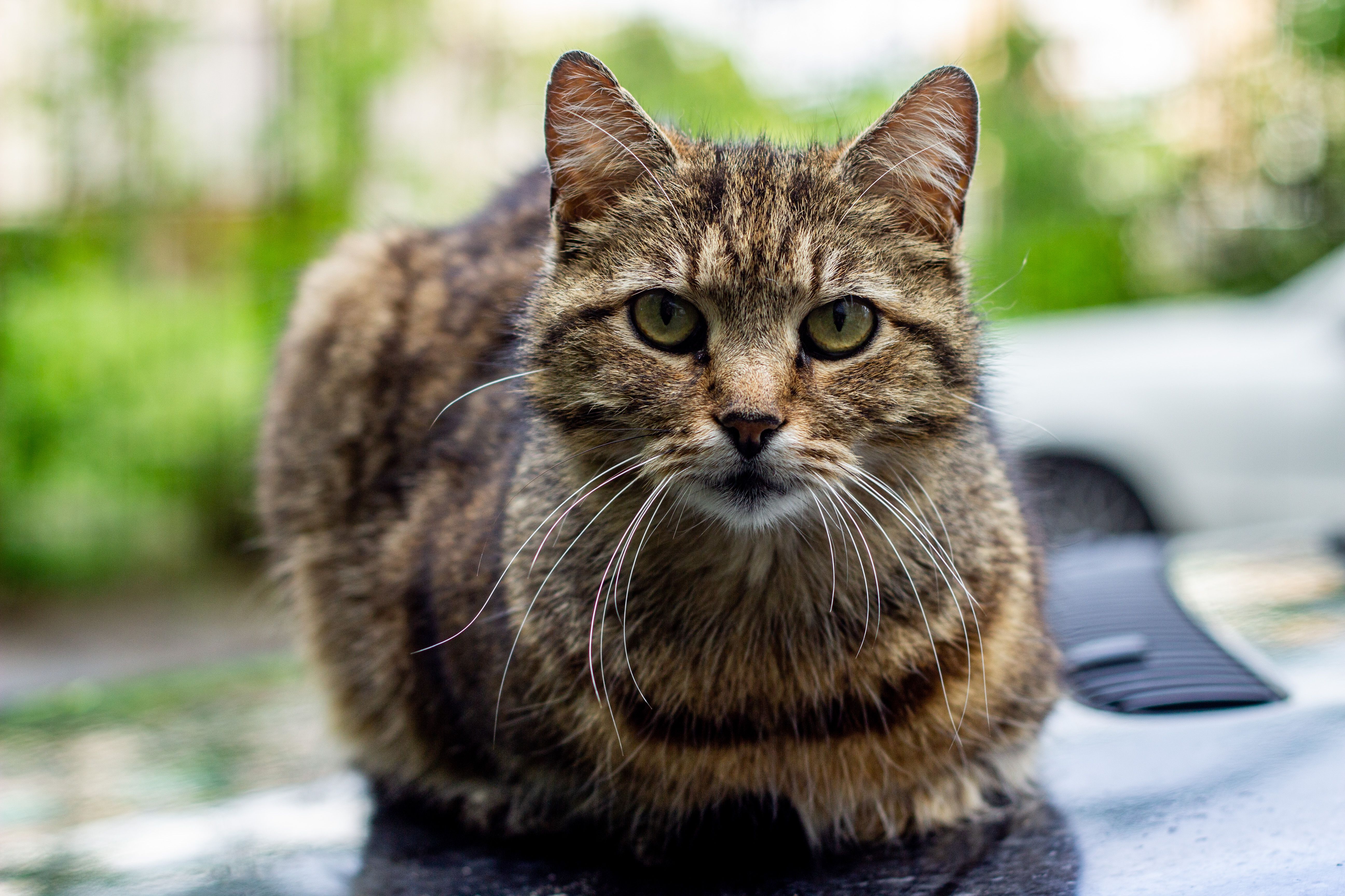 Cat Sitting on a Hood of a Car · Free Stock Photo