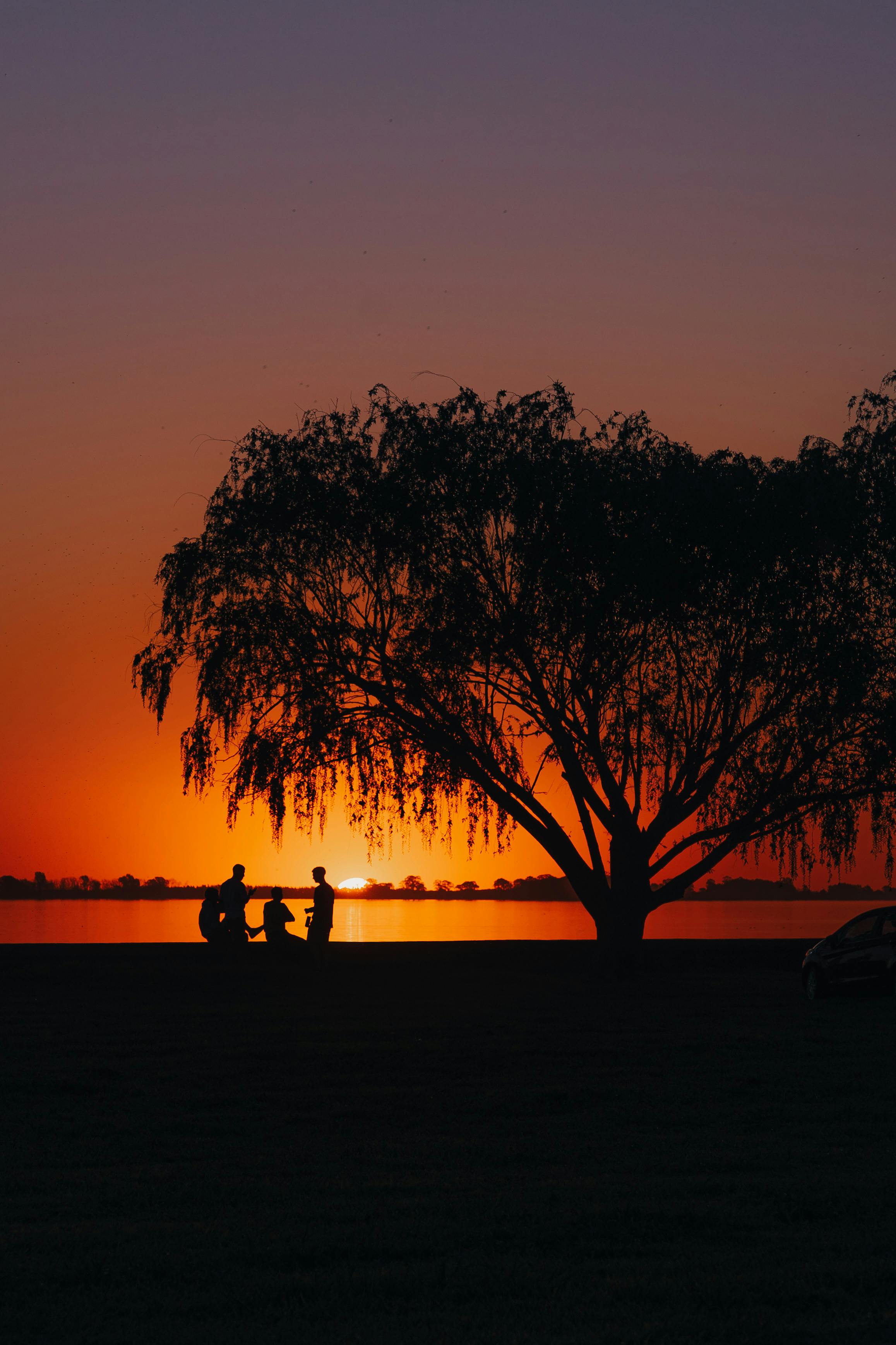 Group under Tree at Sunset · Free Stock Photo