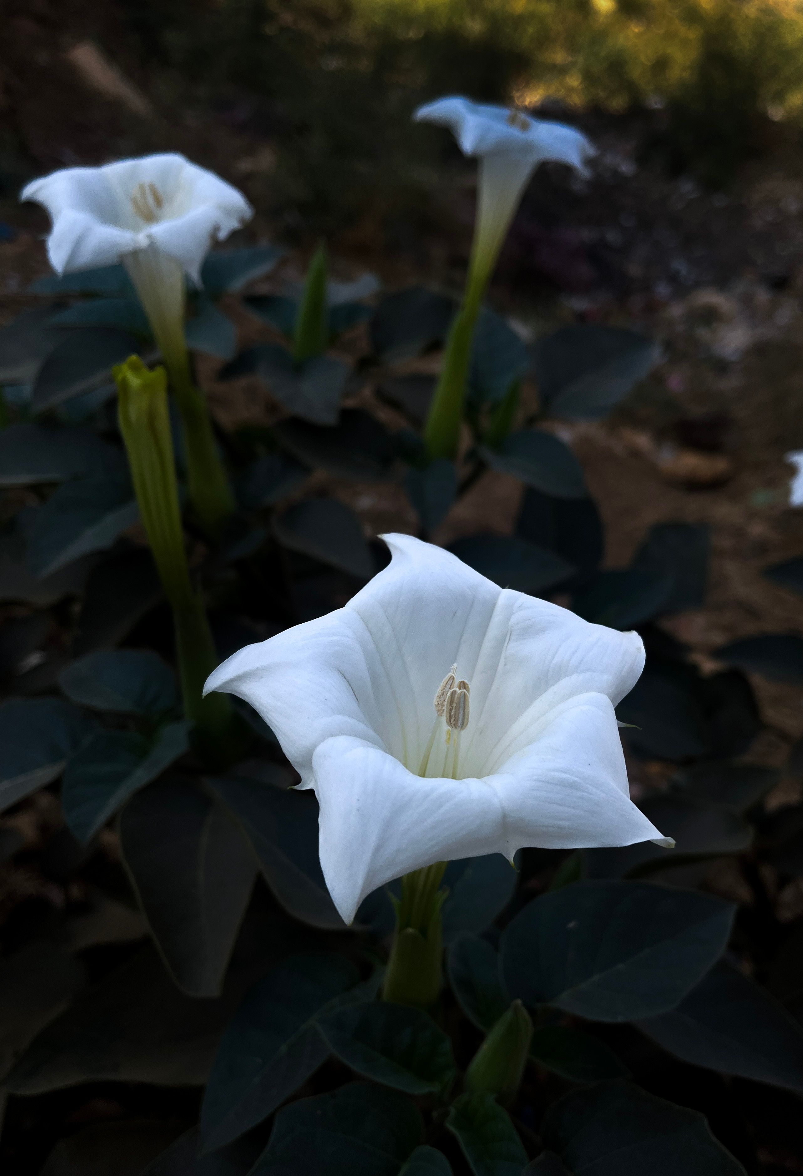 Datura Flower Photos Download The Best Free Datura Flower Stock Photos