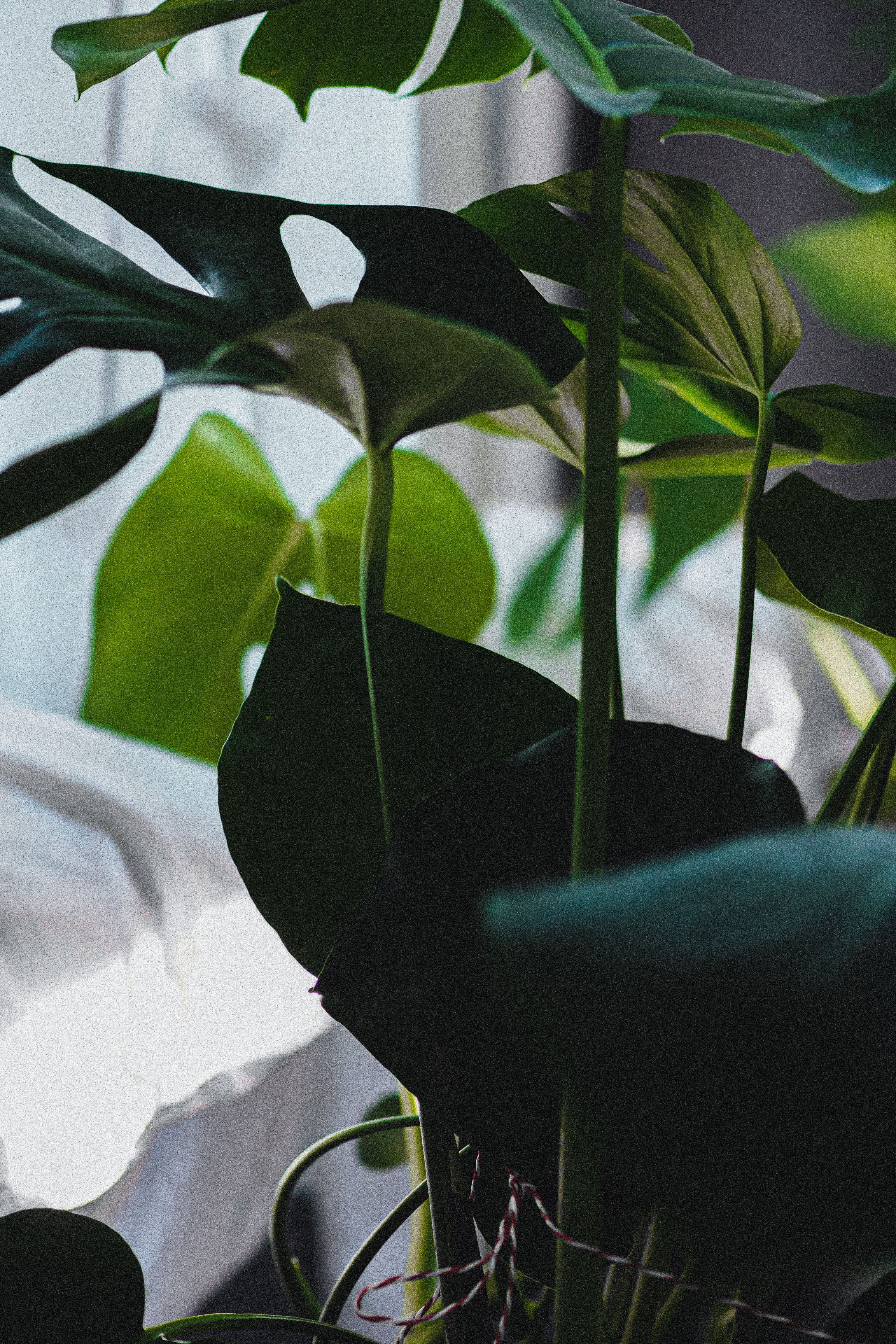 Close-Up Photo of Monstera Plant · Free Stock Photo