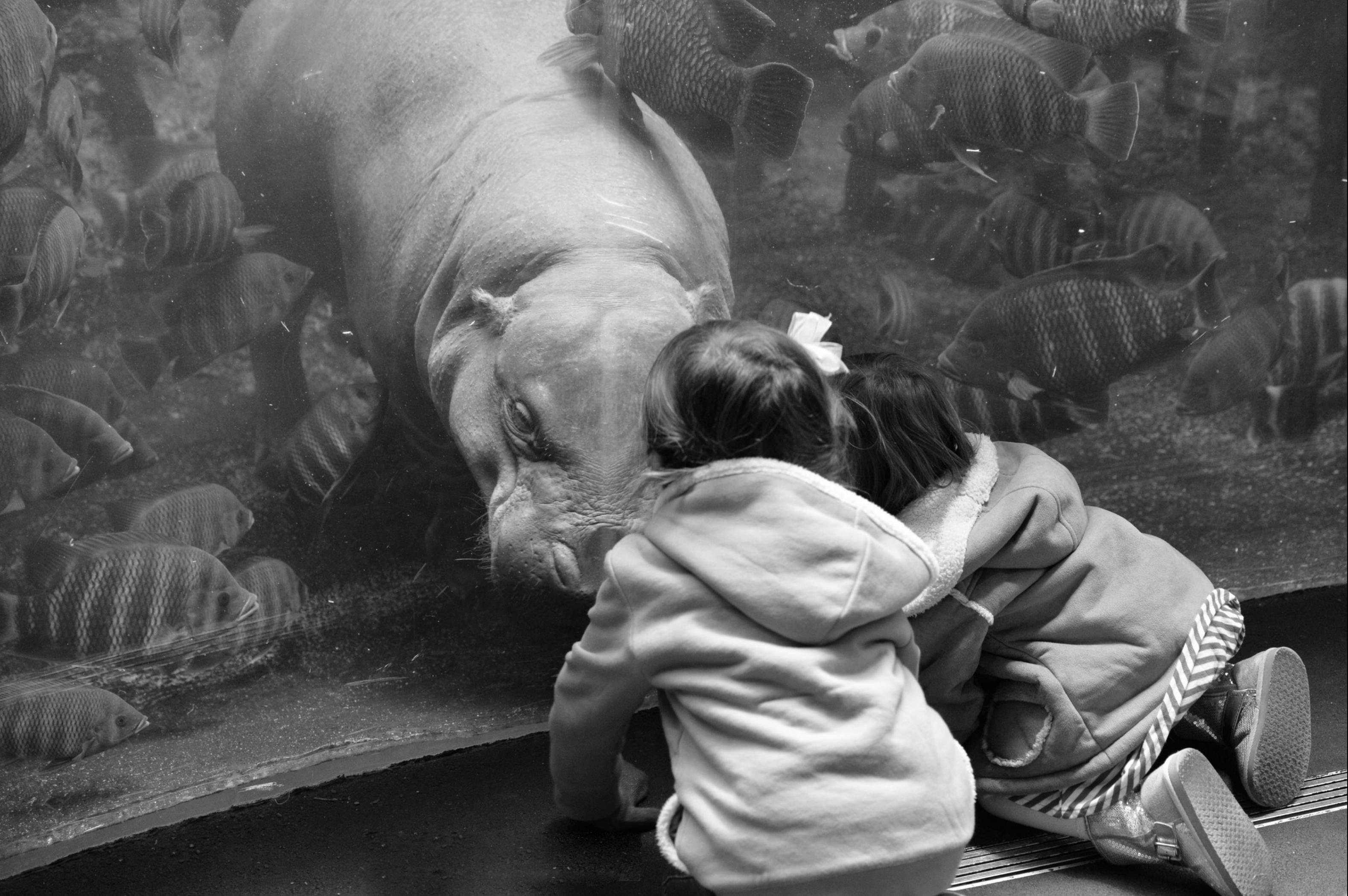 Hippo Poo Photos, Download The BEST Free Hippo Poo Stock Photos & HD Images