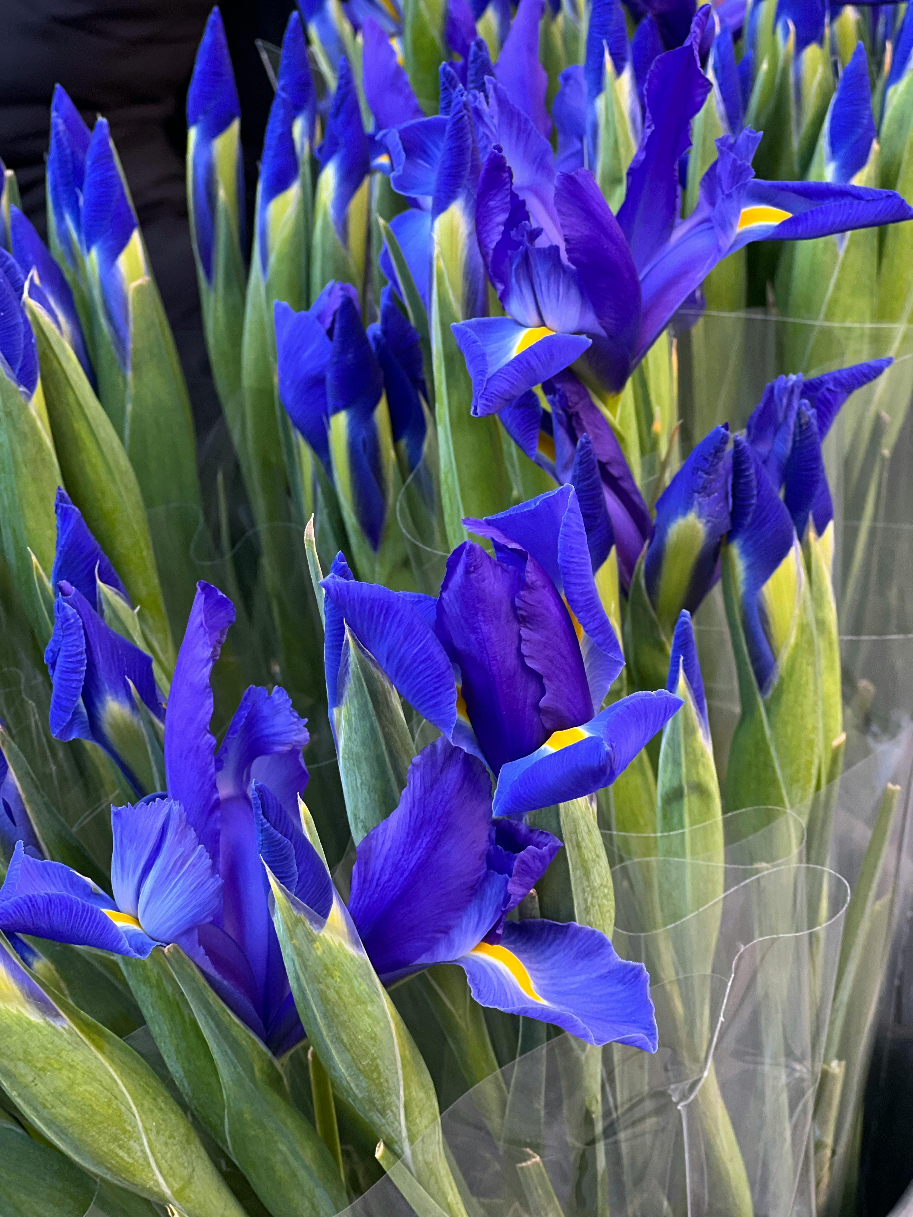 Color Hei Photos, Download The BEST Free Color Hei Stock Photos & HD Images