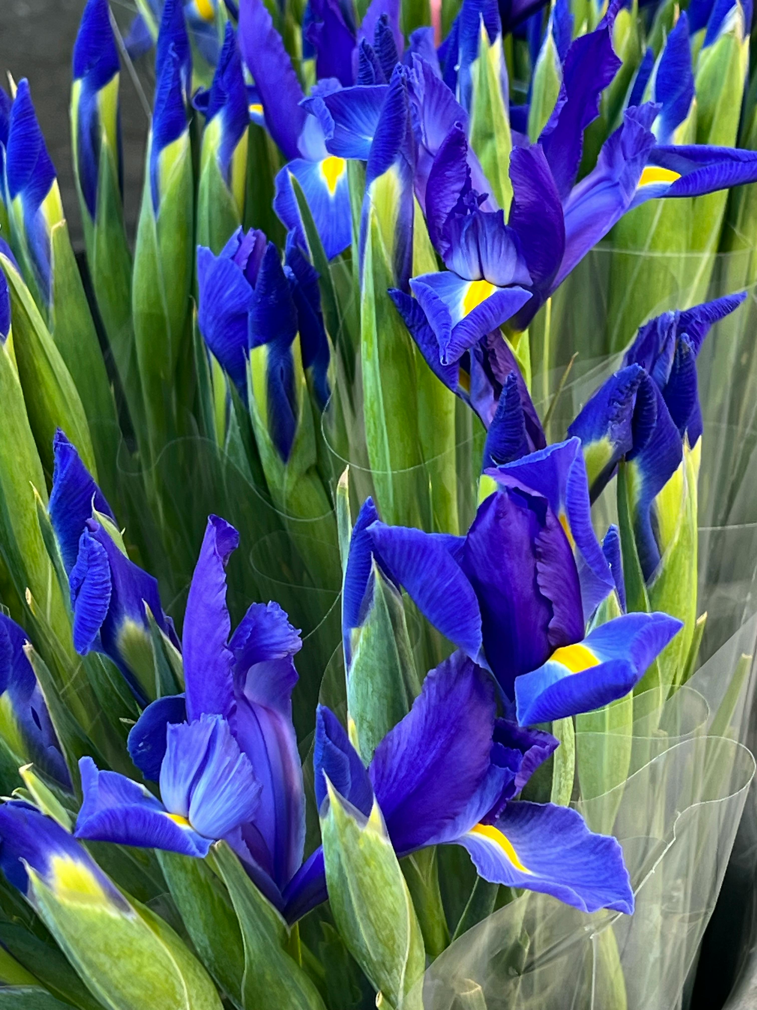 Ready-made Bouquets of Blue Flag Irises · Free Stock Photo