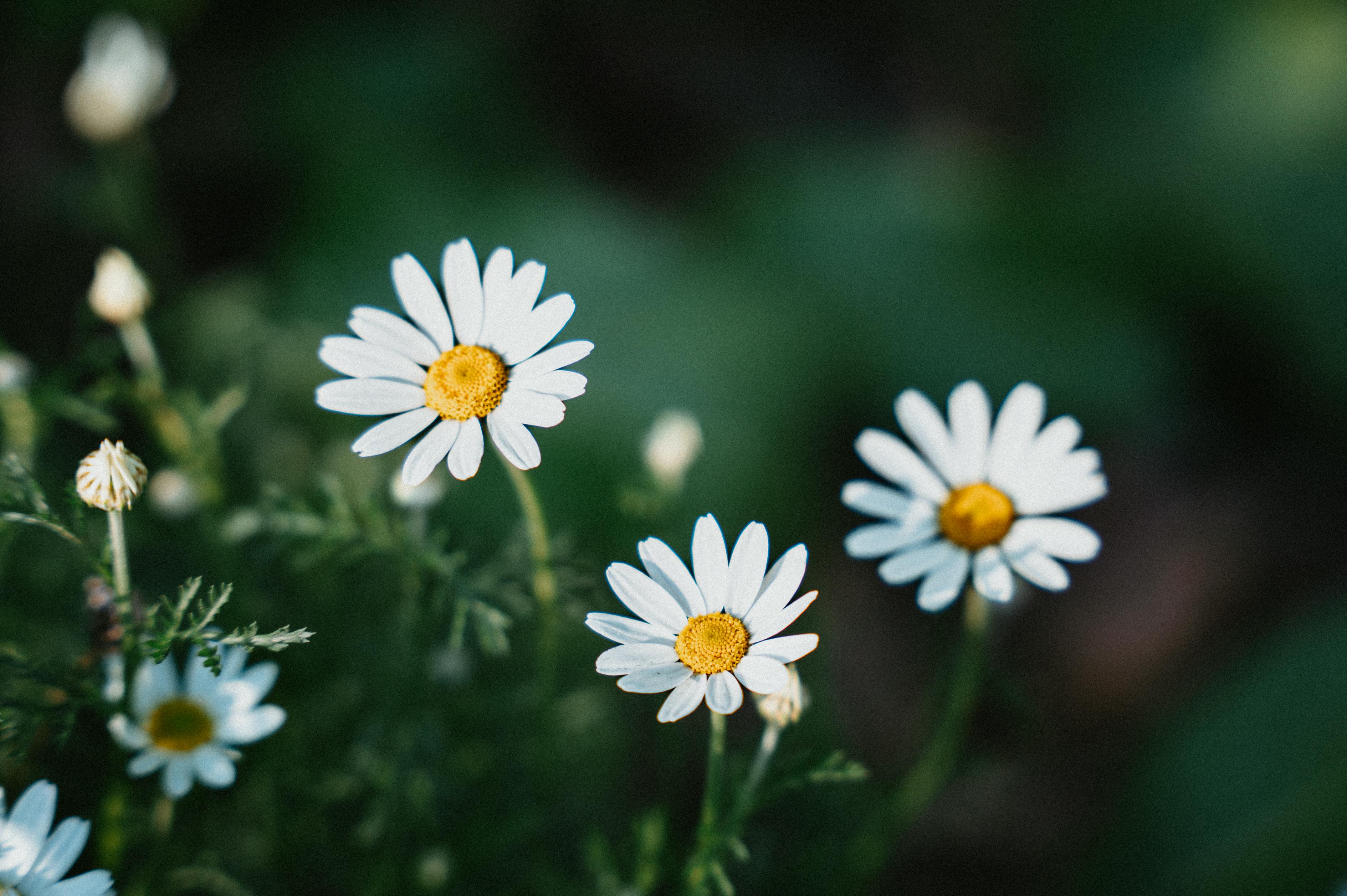 Close-up of Daisies in Bloom · Free Stock Photo