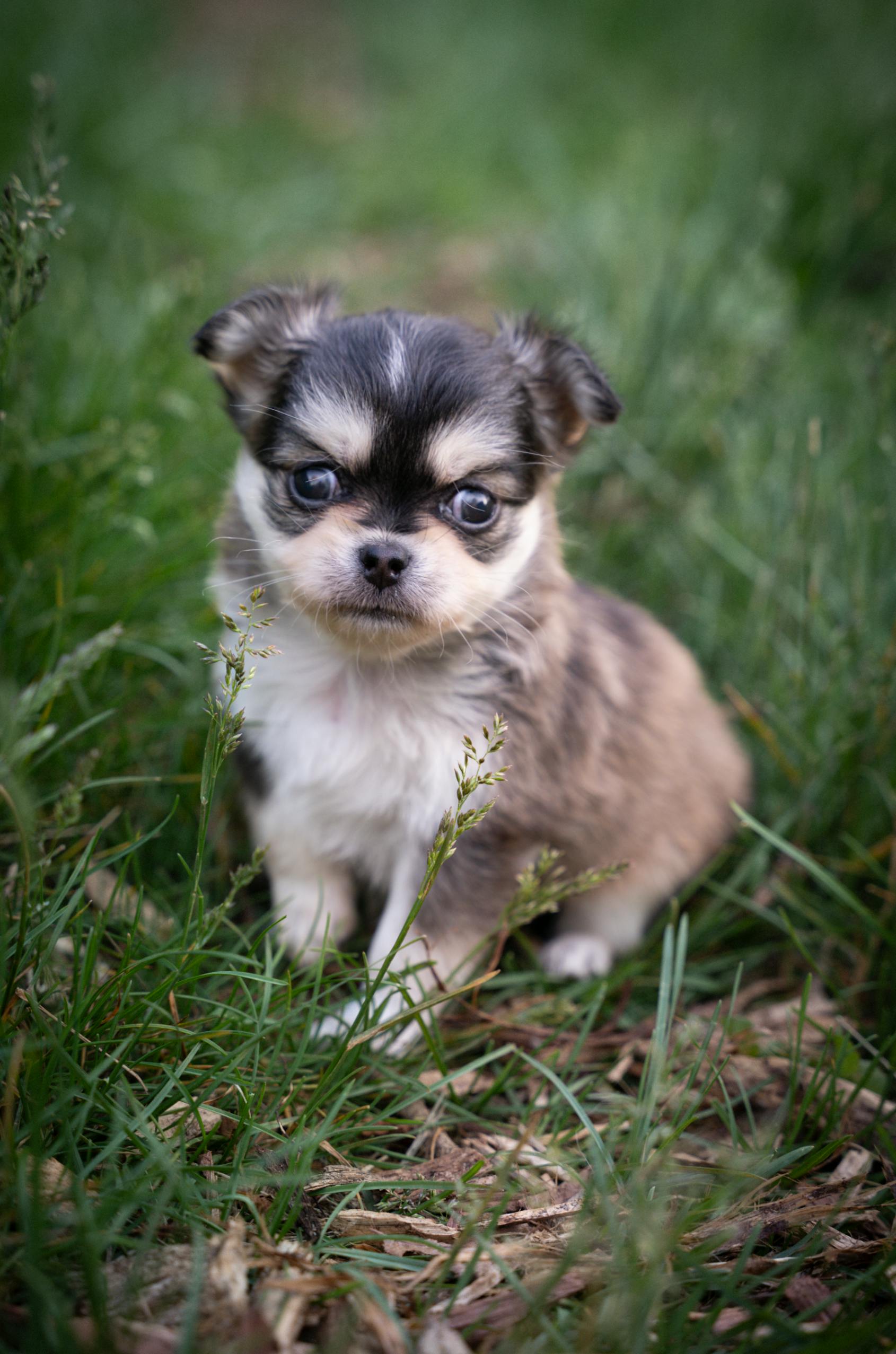 Little Dog Among Grass · Free Stock Photo
