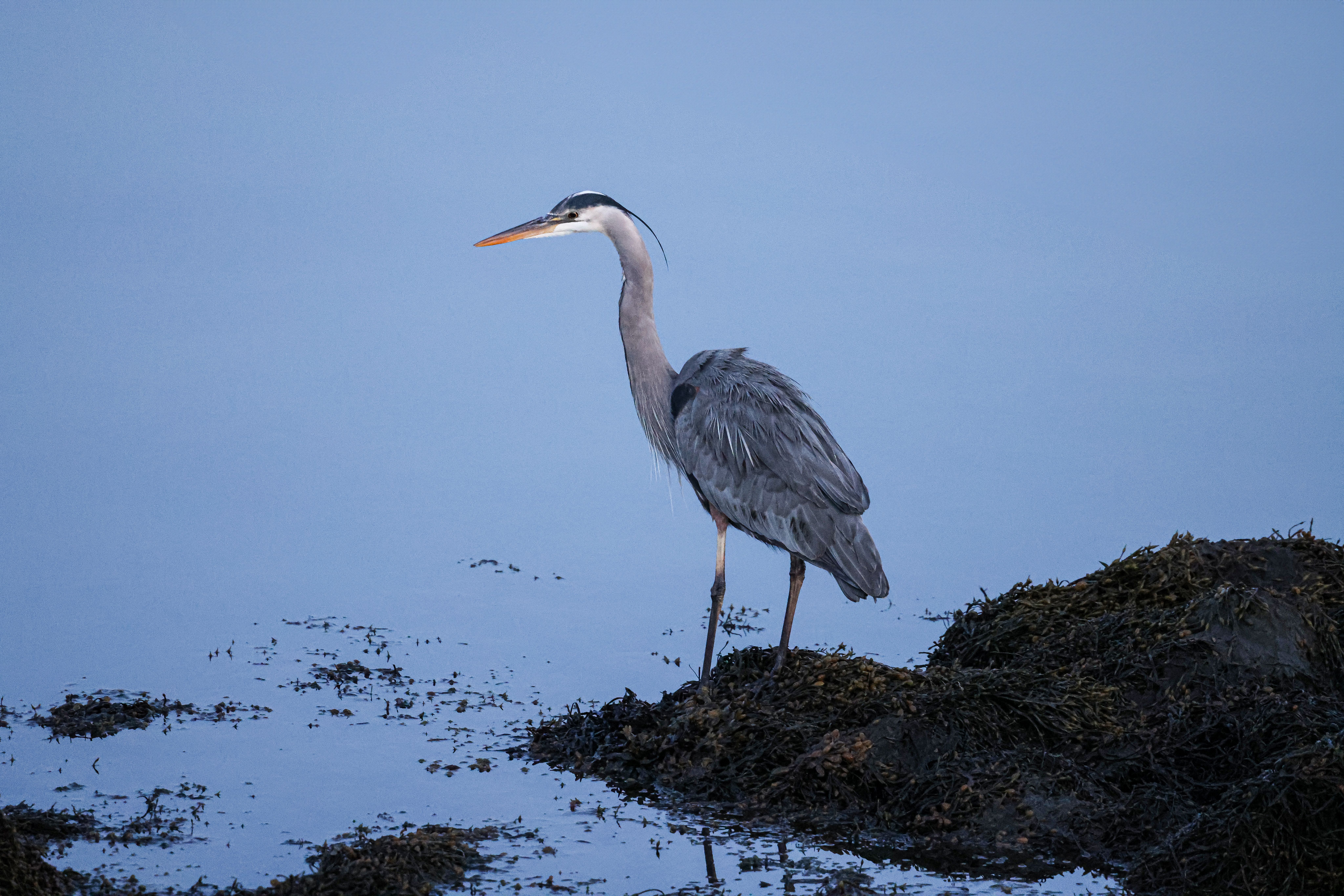 Great Blue Heron Standing on a Rock in a Lake · Free Stock Photo