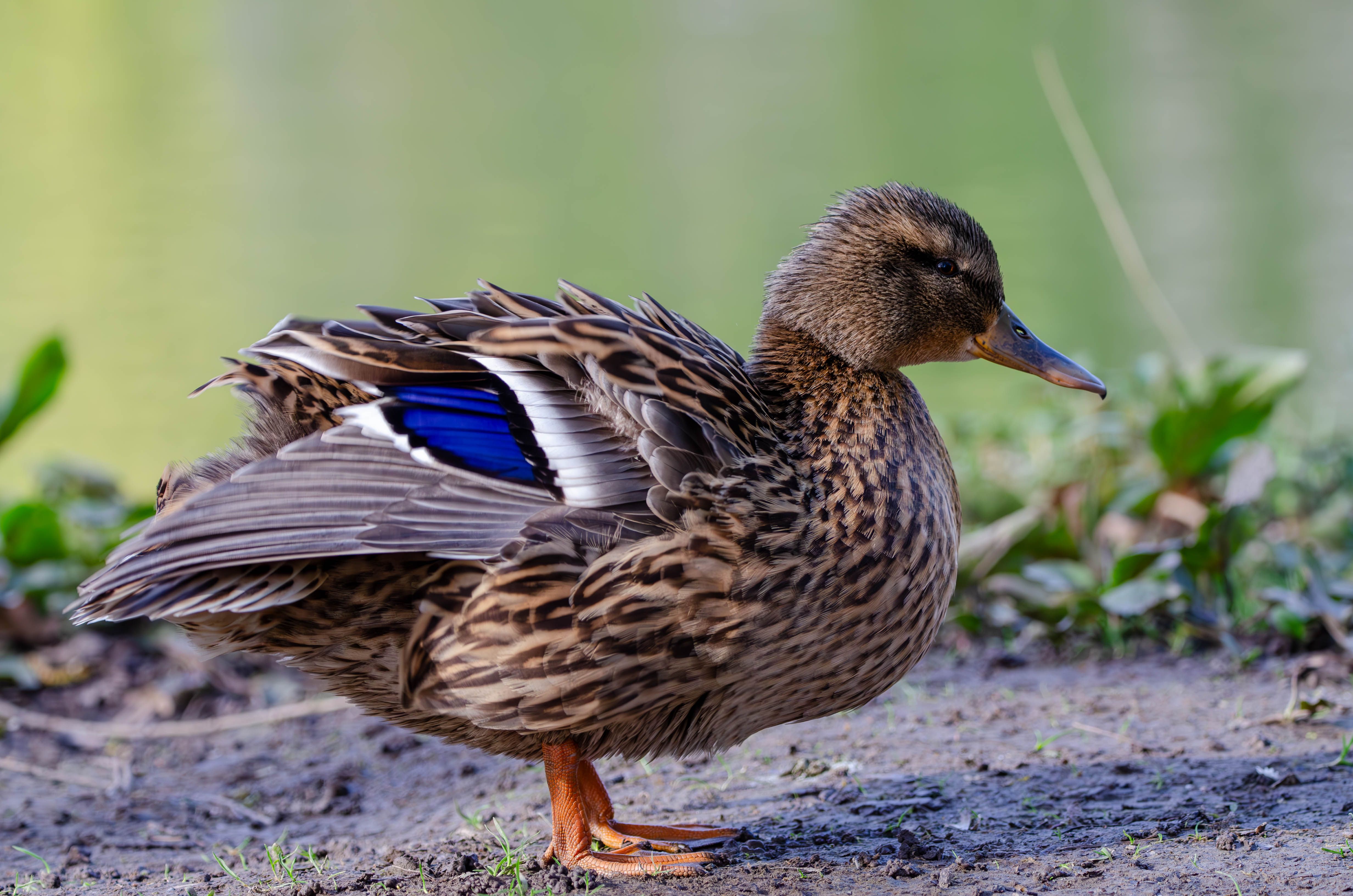 Duck Is Lord Photos, Download The BEST Free Duck Is Lord Stock Photos ...