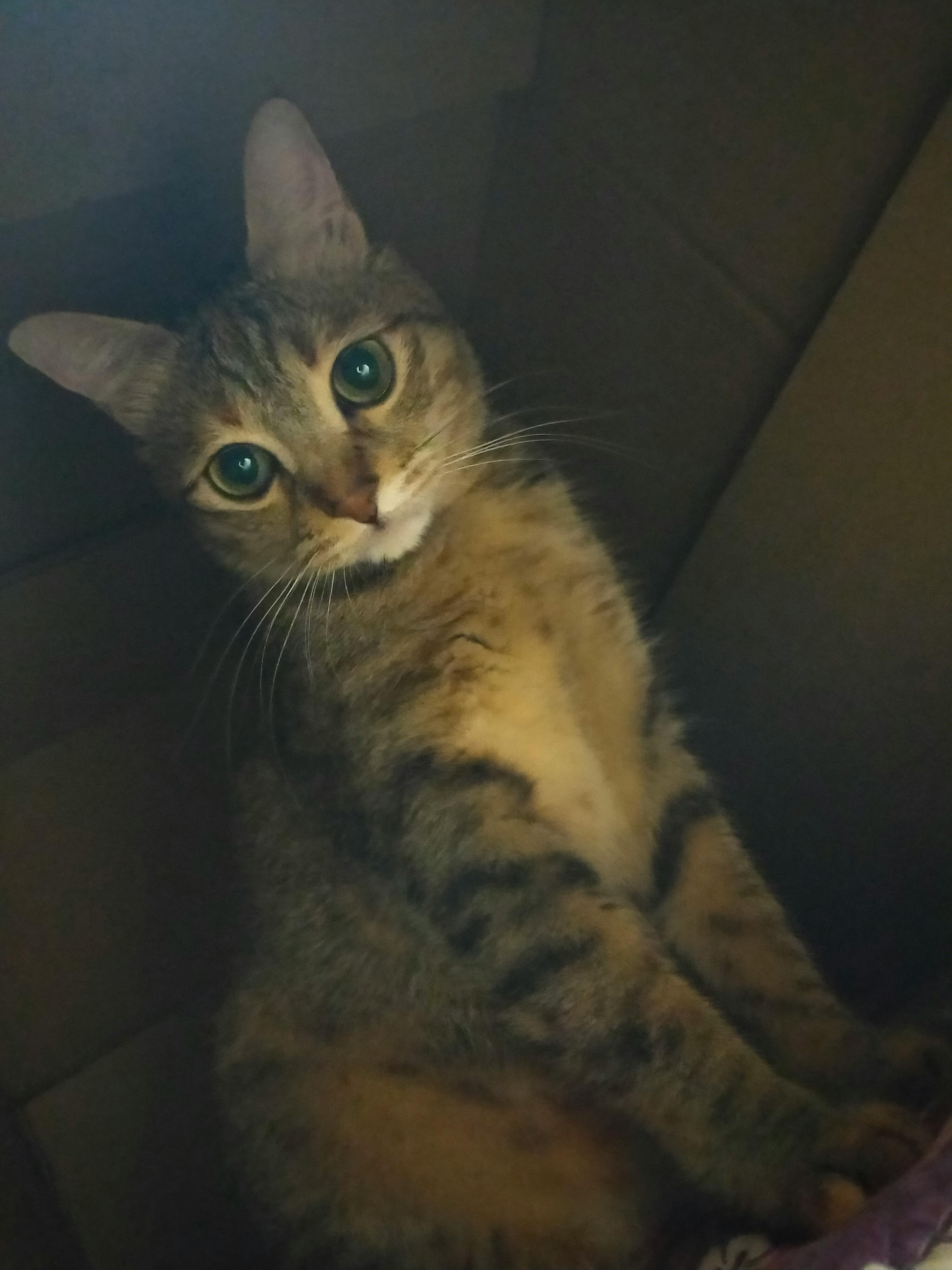 Meow meow - Photography