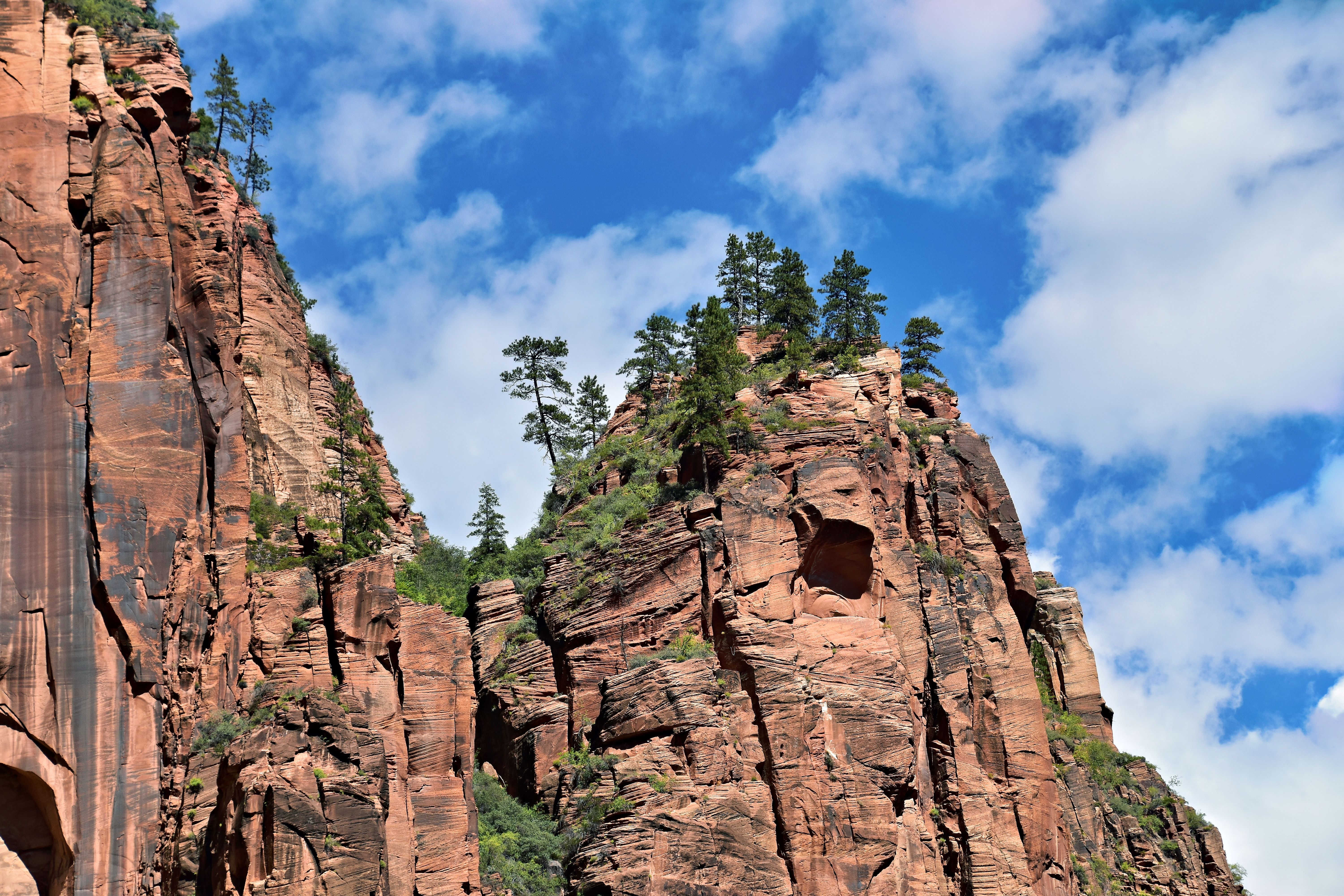 Trees on Rock Formation in Zion National Park in USA · Free Stock Photo