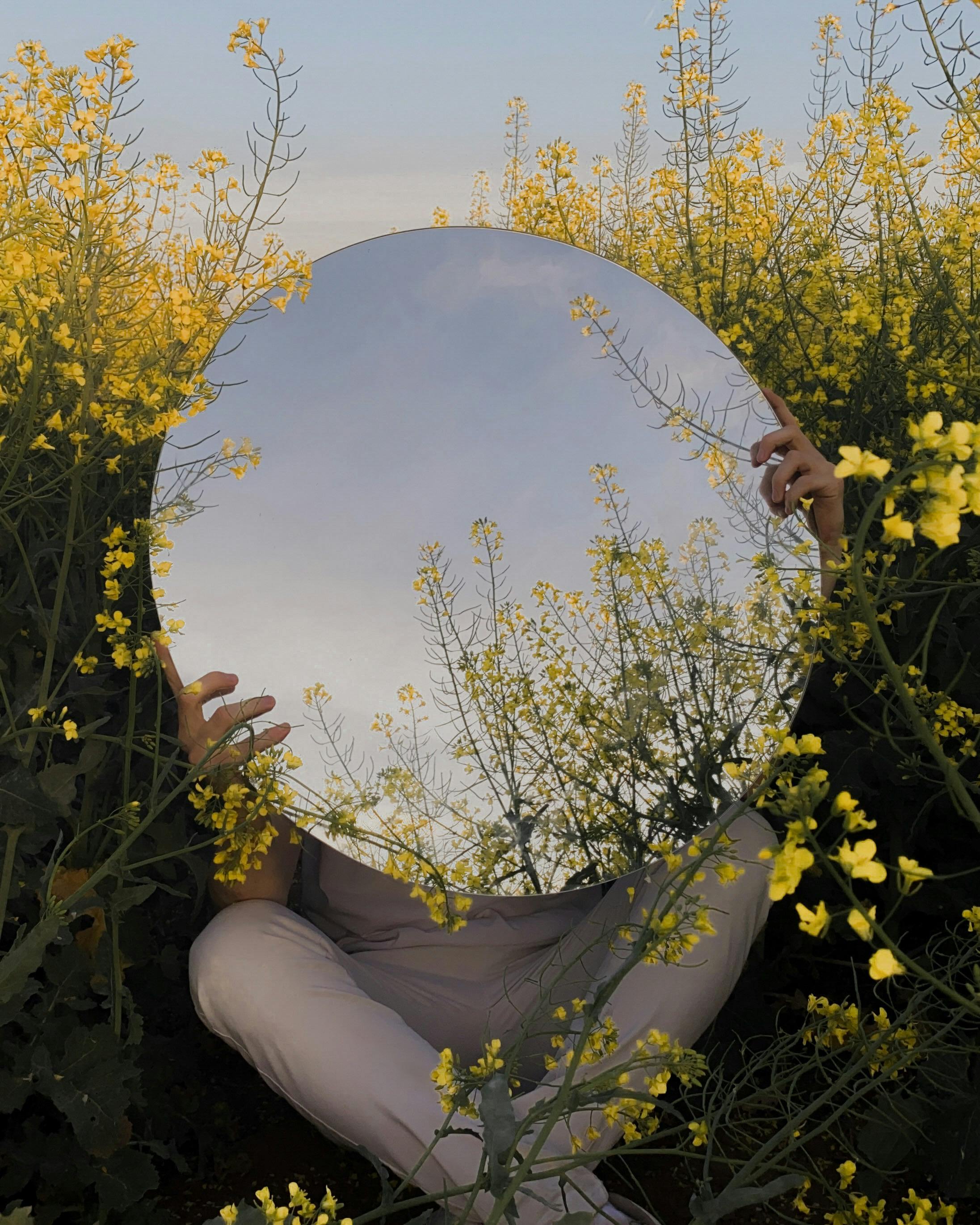 Images Canola Glim Photos, Download The BEST Free Images Canola Glim ...