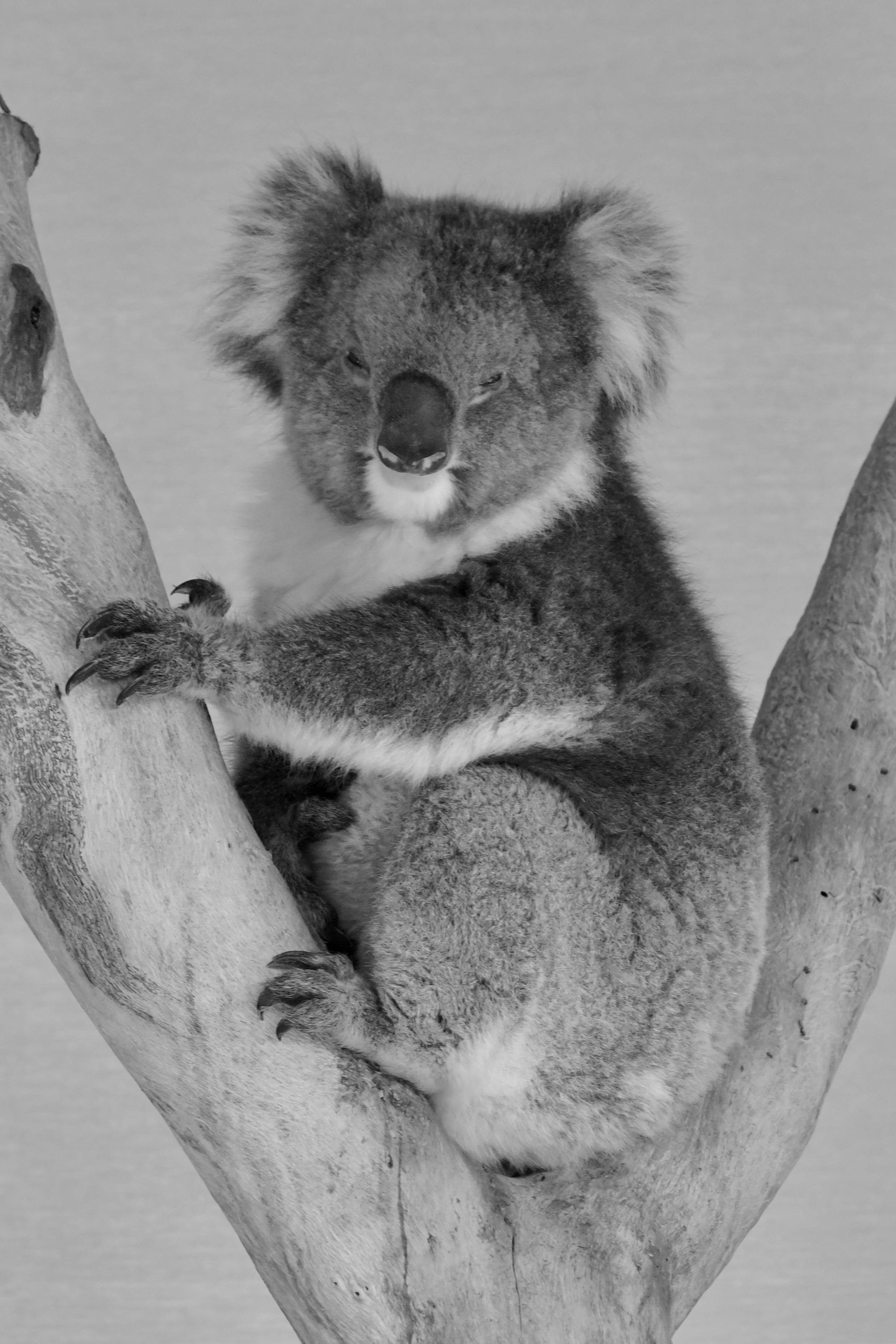 Close-up Photo of Koala Bear · Free Stock Photo