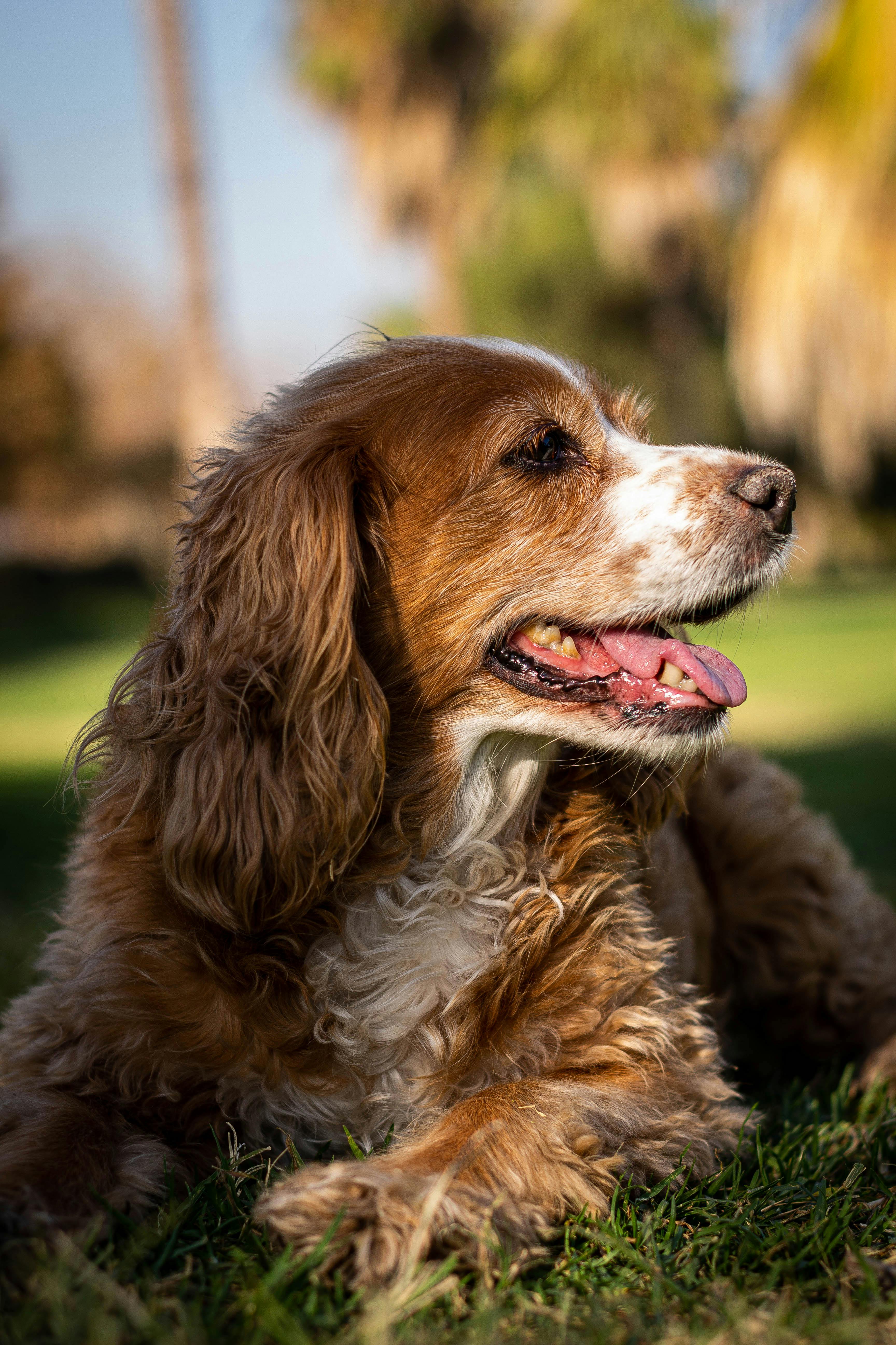 Photo of james, a cocker spaniel in san diego, ca · Free Stock Photo