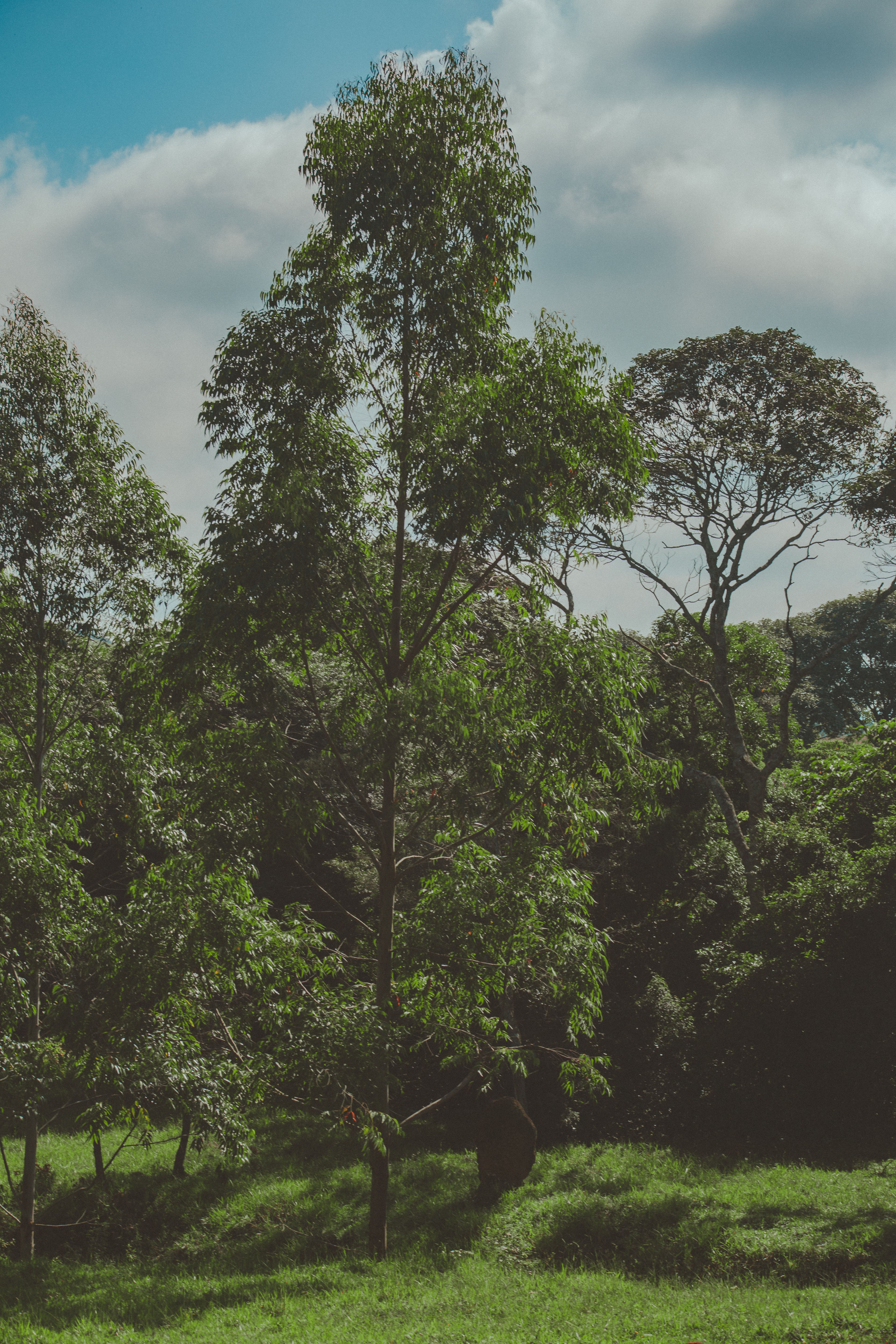 Green Trees Under Cloudy Sky · Free Stock Photo