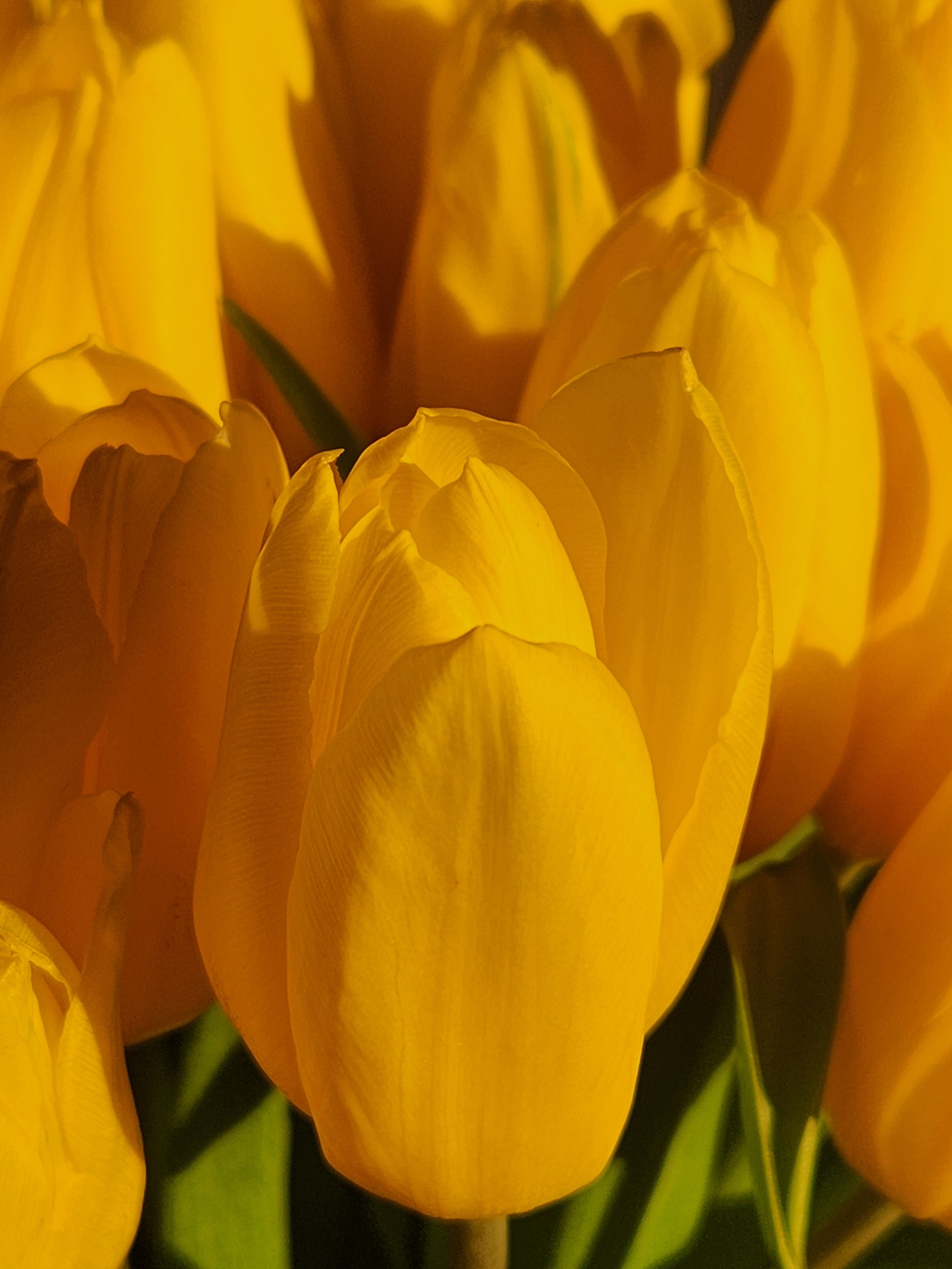 Tulipán Amarillo · Foto de stock gratuita