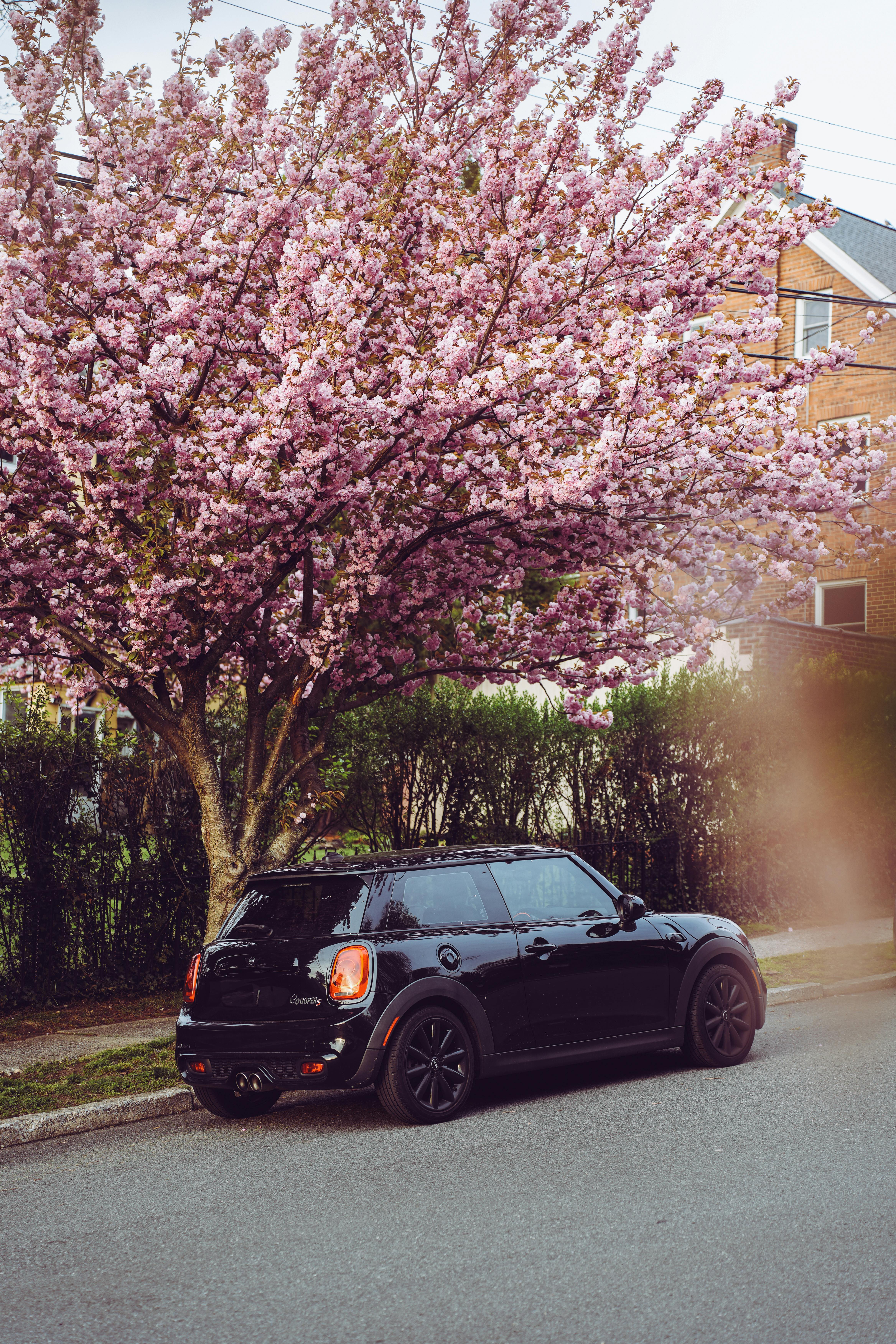 Mini Cooper Parked under Blossoming Tree in Village · Free Stock Photo