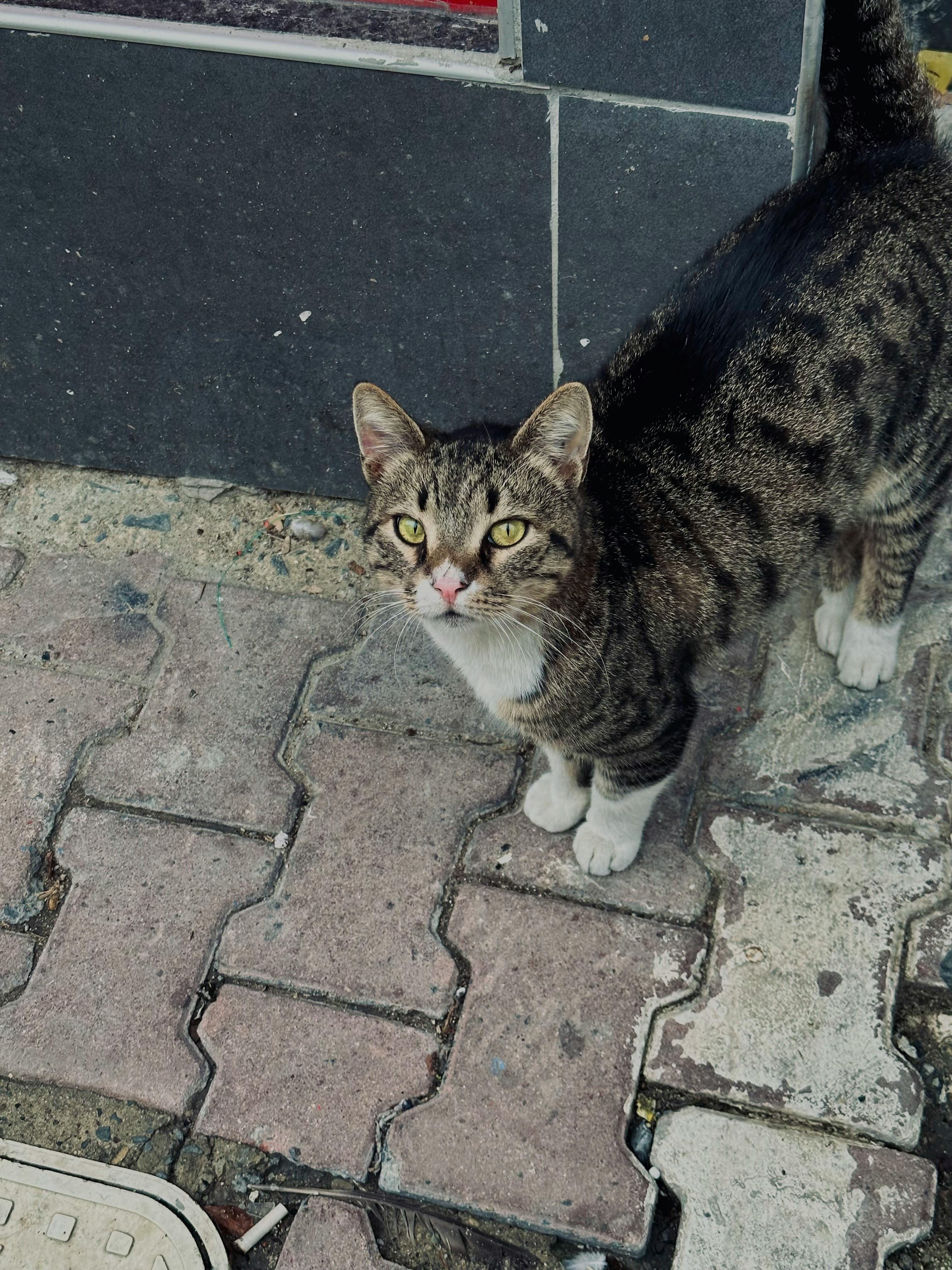 kedi · Free Stock Photo