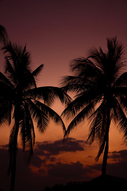 Palm Trees Silhouette at Sunset · Free Stock Photo Palm Trees Silhouette at Sunset · Free Stock Photo