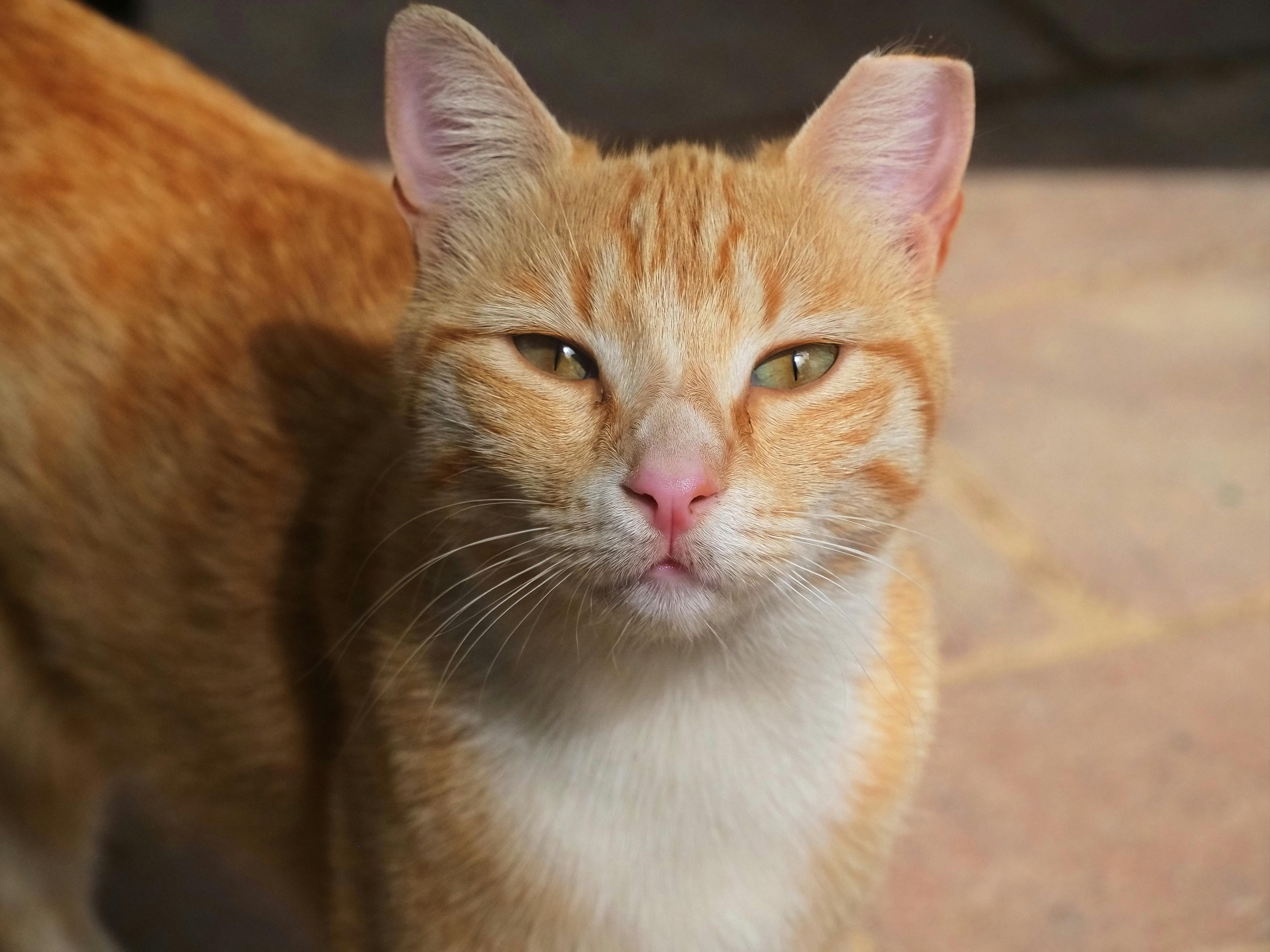 Ginger Cat Head · Free Stock Photo