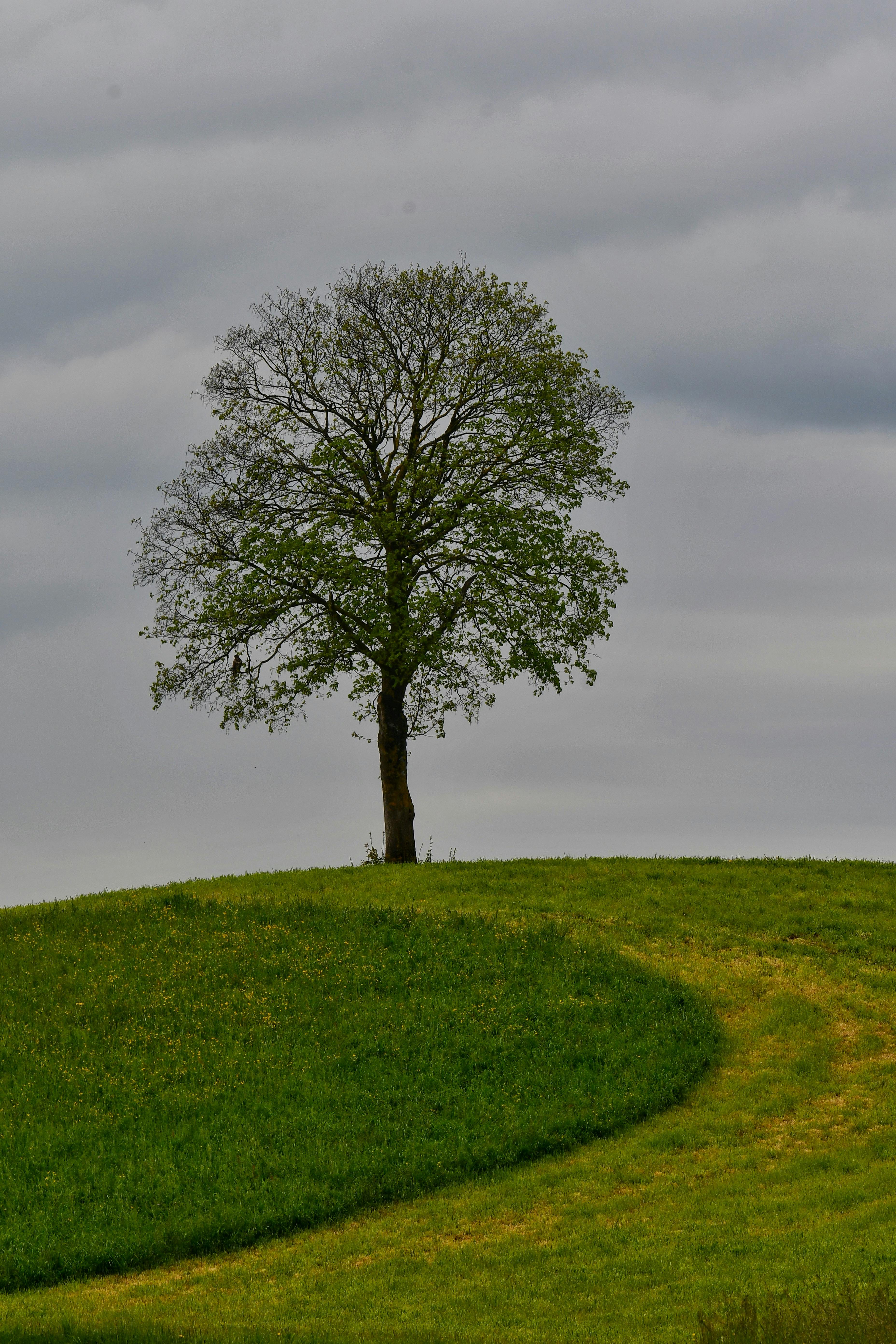 Single Tree on Meadow in Countryside · Free Stock Photo