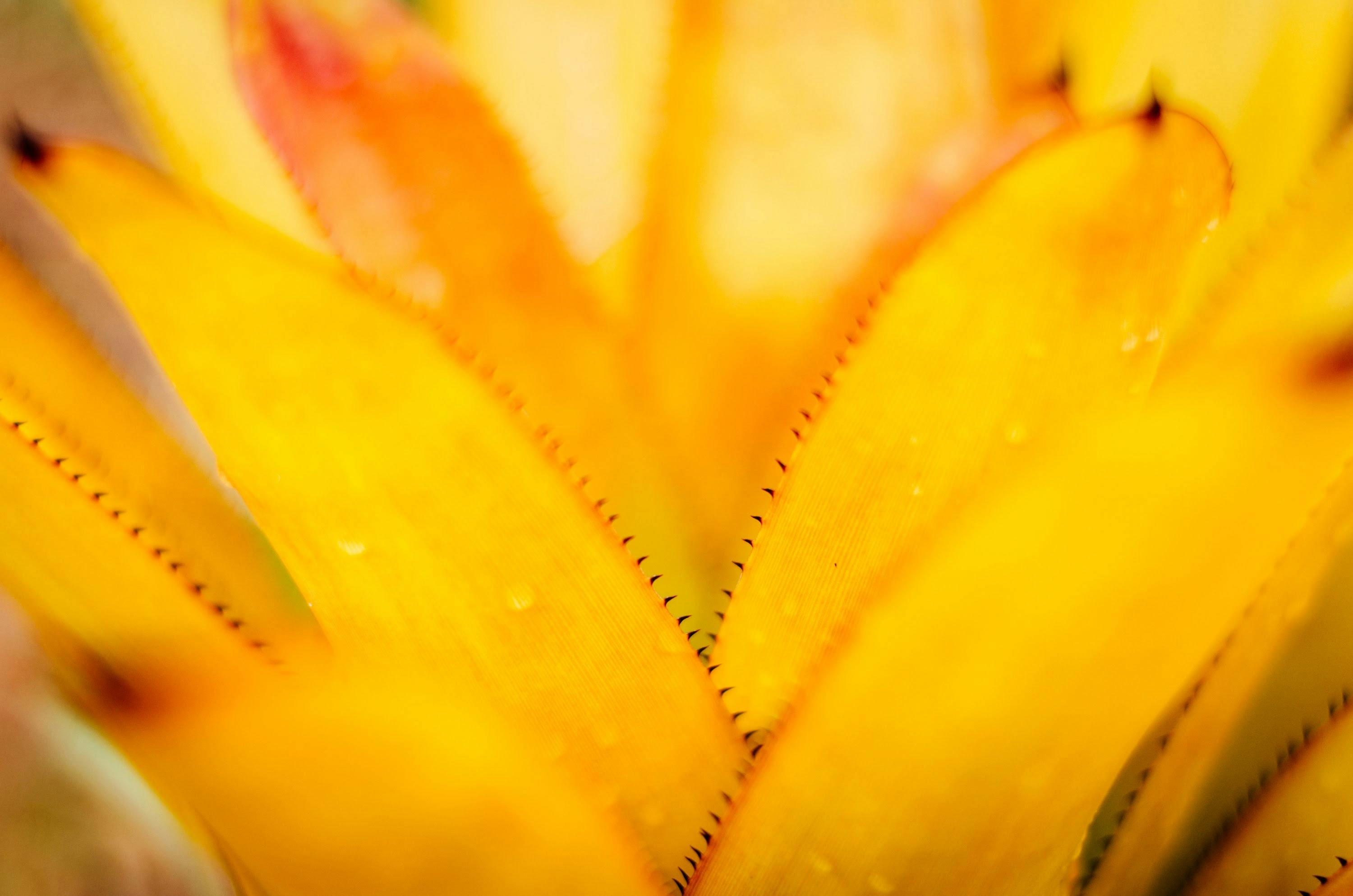 Close-up of Yellow Bromeliad Petals · Free Stock Photo