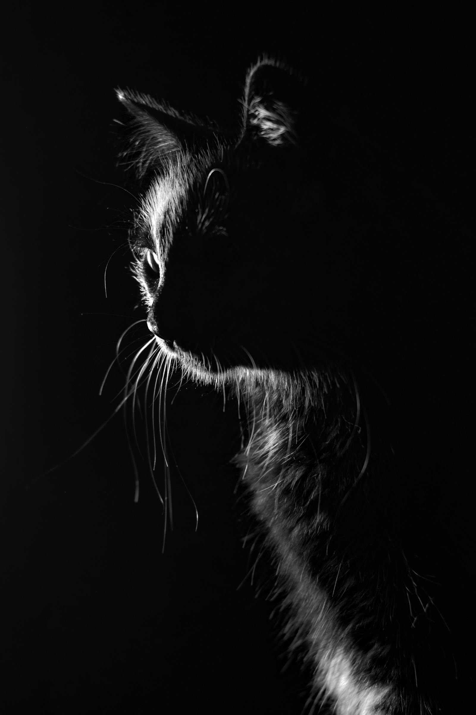 Cat Meme Photos, Download The BEST Free Cat Meme Stock Photos & HD Images